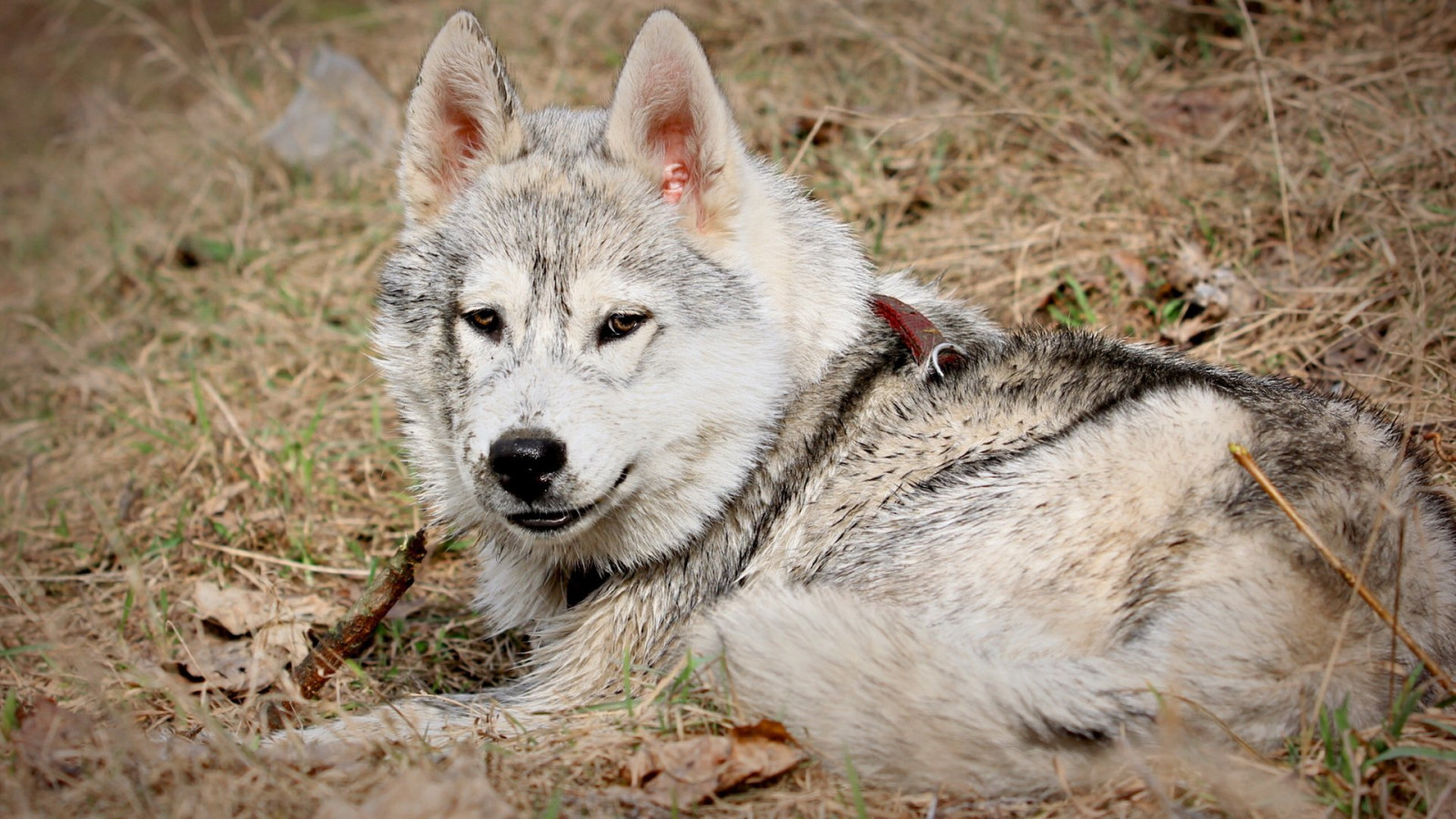 Imagini de fundal : 1920x1080 px, animal, drăguţ, câine, câini, Frendly ...
