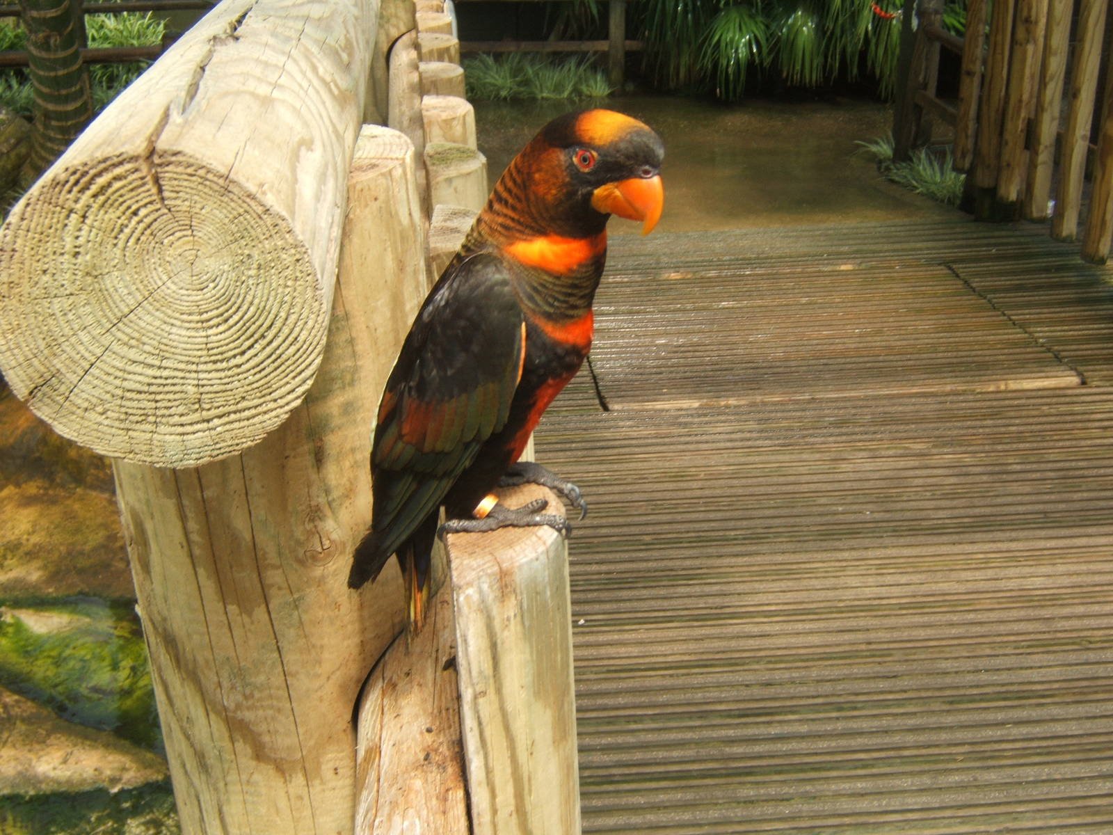 Obrázky na plochu : 1, 1600x1200 px, vták, Lory, papagáj, tropický ...