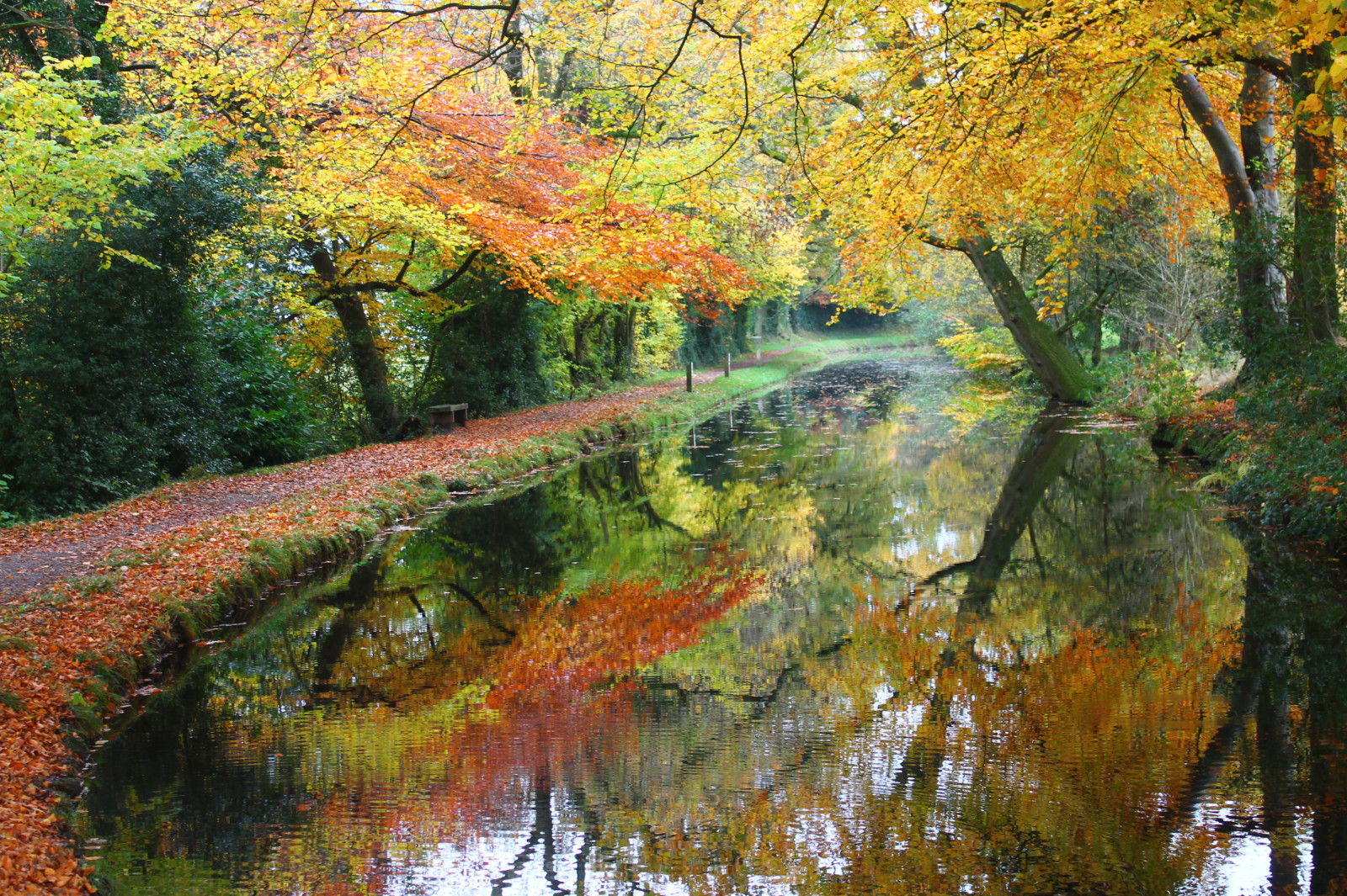 Wallpaper : reflection, nature, water, leaf, autumn, waterway, tree ...