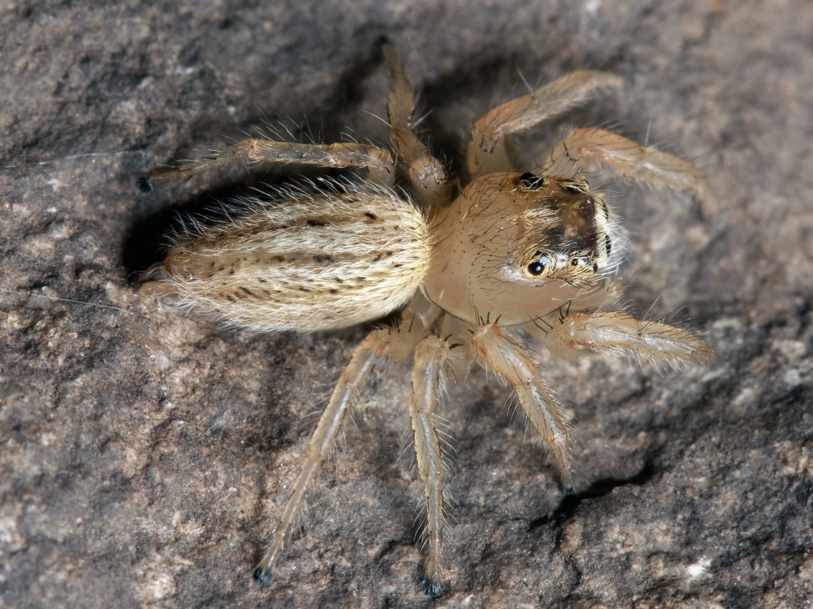Tapety : zvěř, hmyz, Volně žijících živočichů, pavouk, tarantule ...