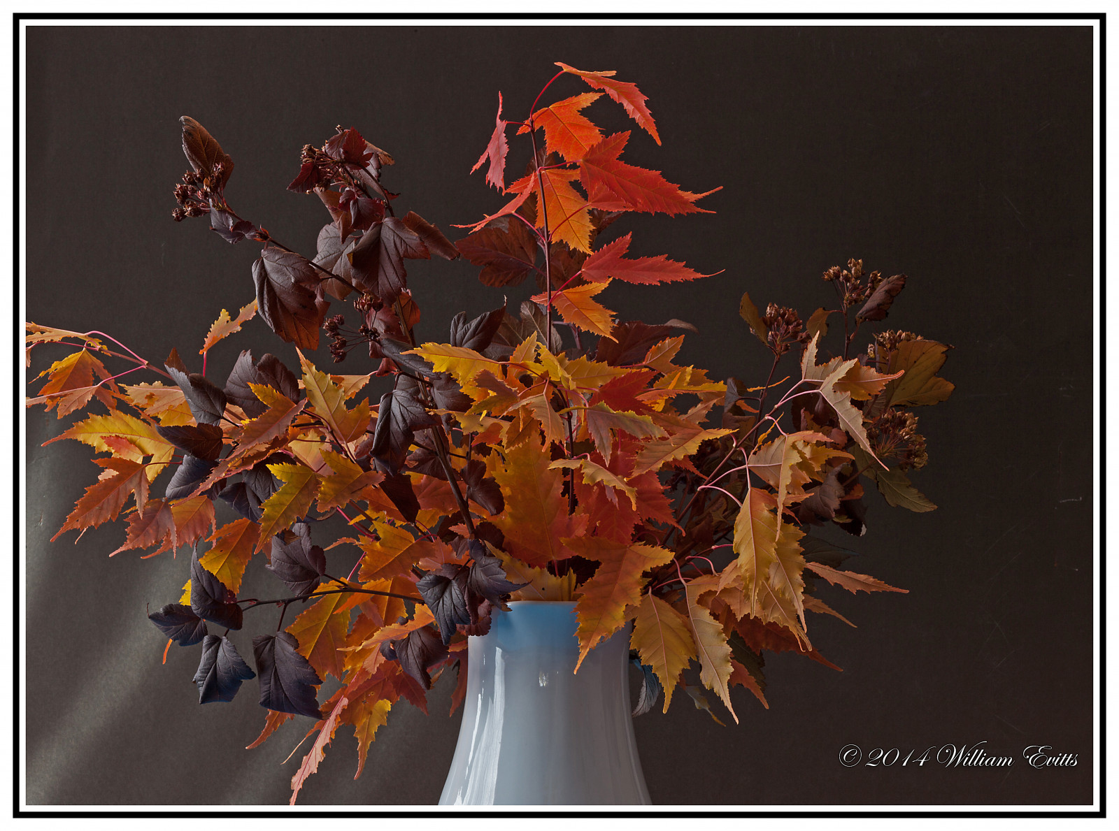 Wallpaper : autumn, fall, nature, beauty, leaves, Canon, colours ...