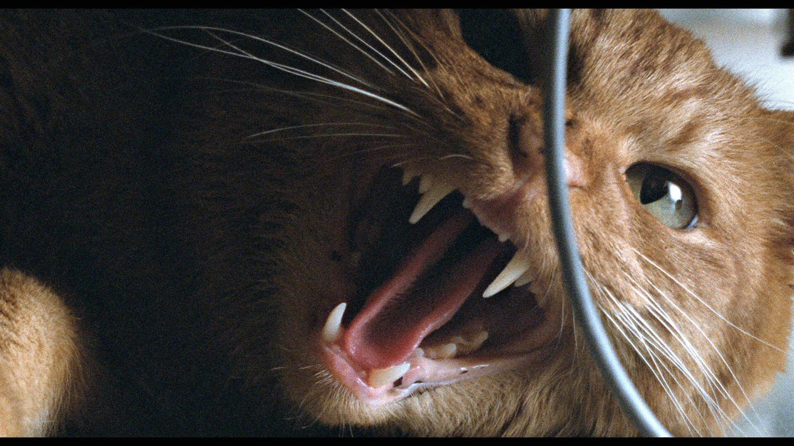 Wallpaper : 1920x1080 px, alien, aliens, cat, creature, dark, fi ...