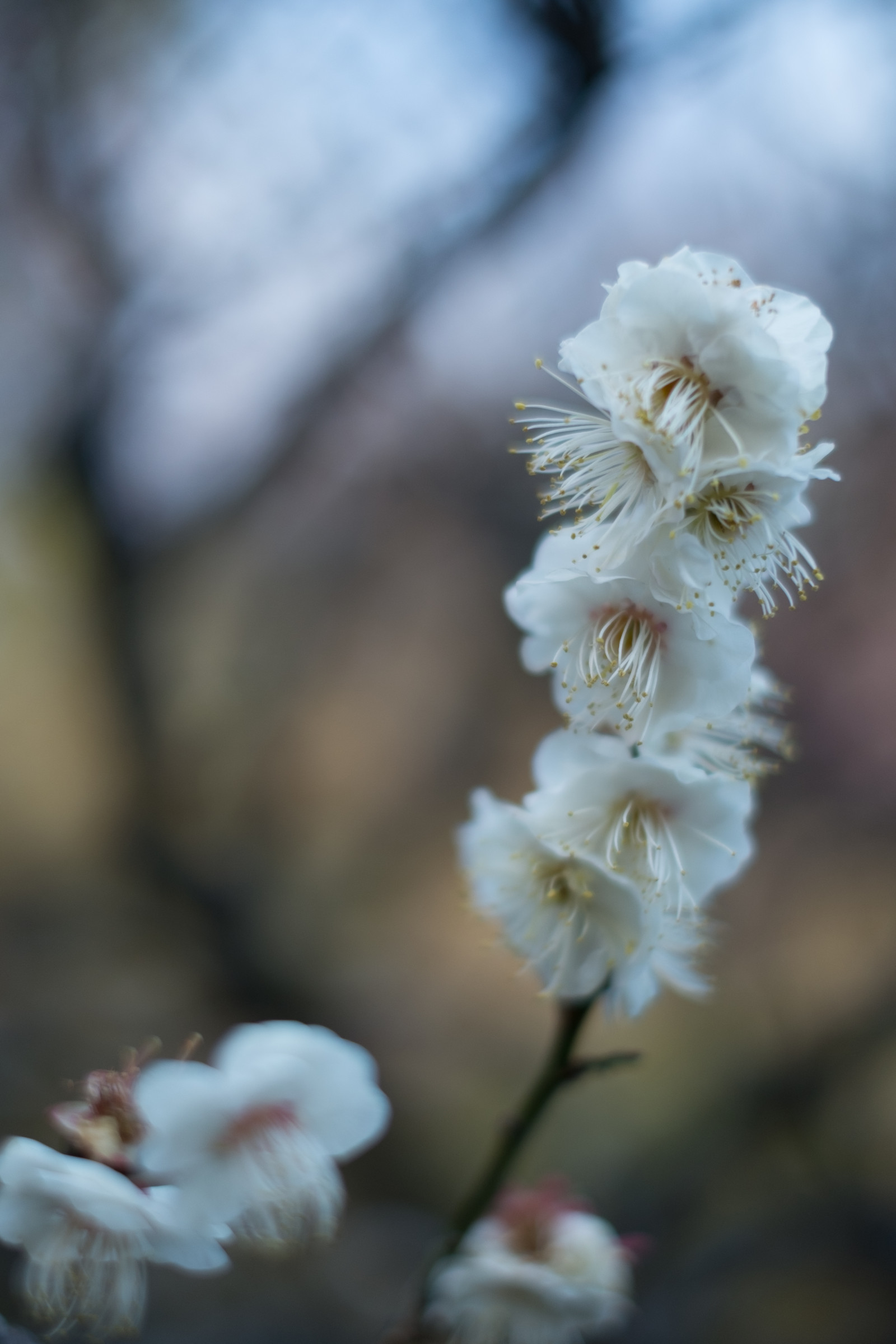Wallpaper : Japan, white, nature, winter, branch, cherry blossom ...