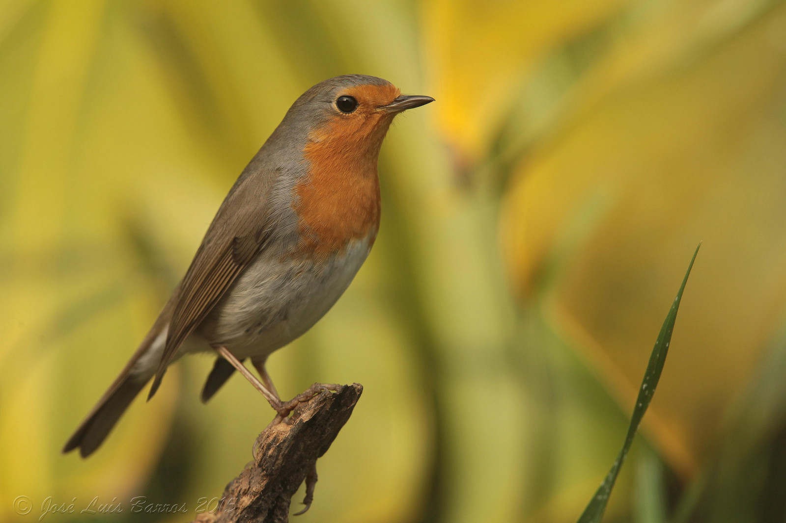 Wallpaper : european robin, beak, fauna, wildlife, old world flycatcher ...
