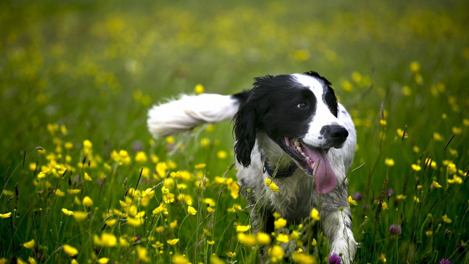 Obrázky na plochu : 1920x1080 px, zviera, roztomilý, pes, psi ...