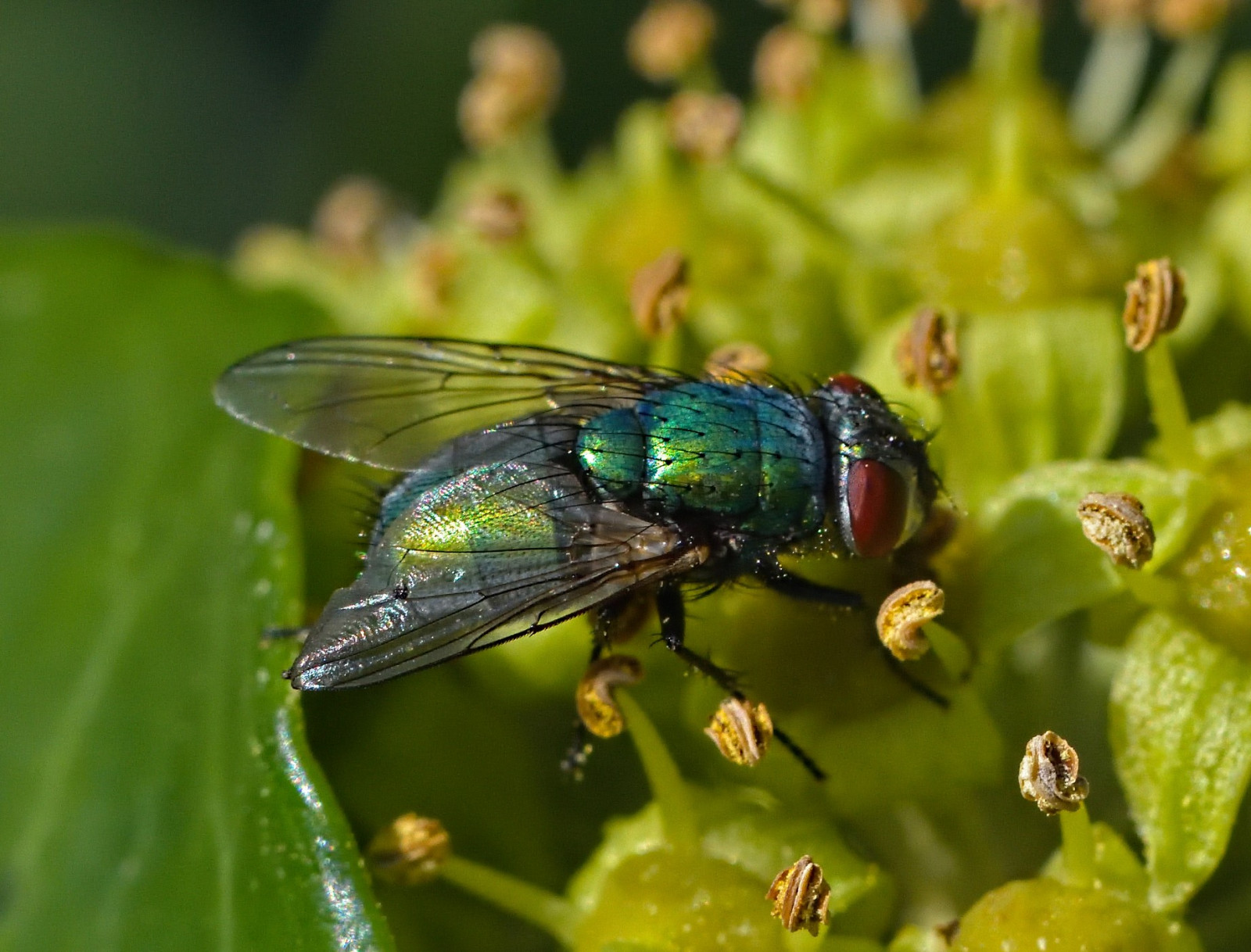 Fond d'écran : insecte, Mouche, Nuisible, Photographie macro, faune ...