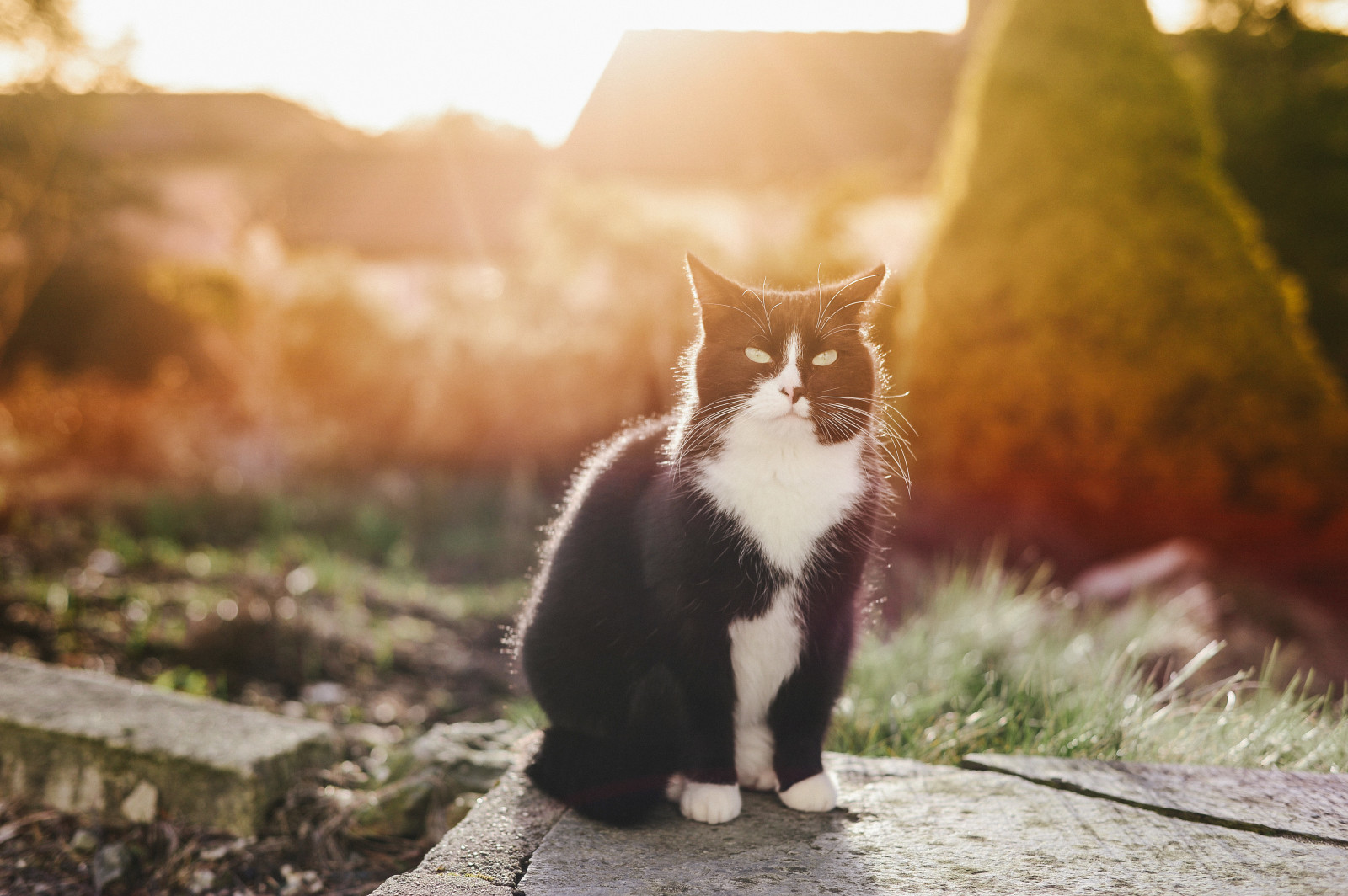 Wallpaper : cat, spotted, sunlight 4928x3280 - - 994439 - HD Wallpapers ...