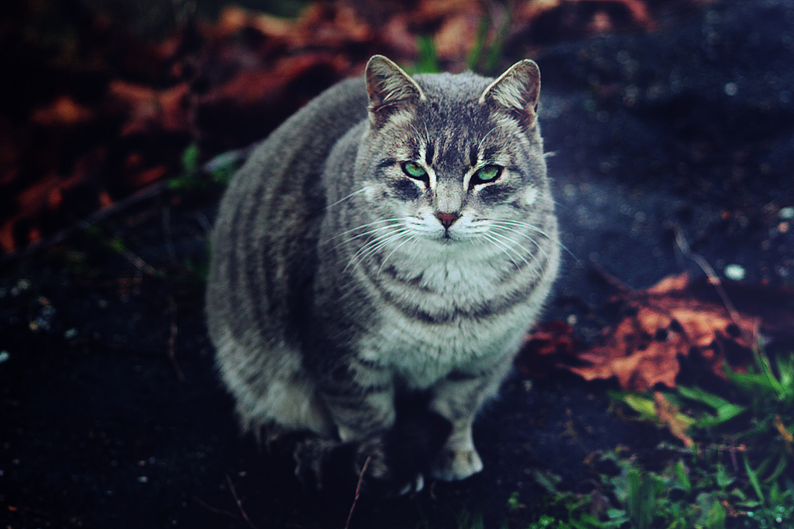 Wallpaper : green, ice, cat, Canon, eyes, flickr, deep, glacial ...