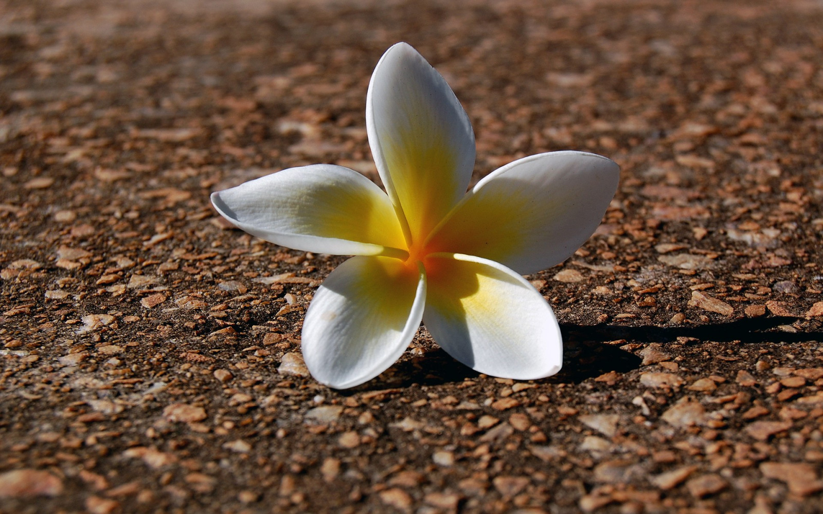 Wallpaper : bunga-bunga, alam, warna kuning kemerahan, plumeria ...