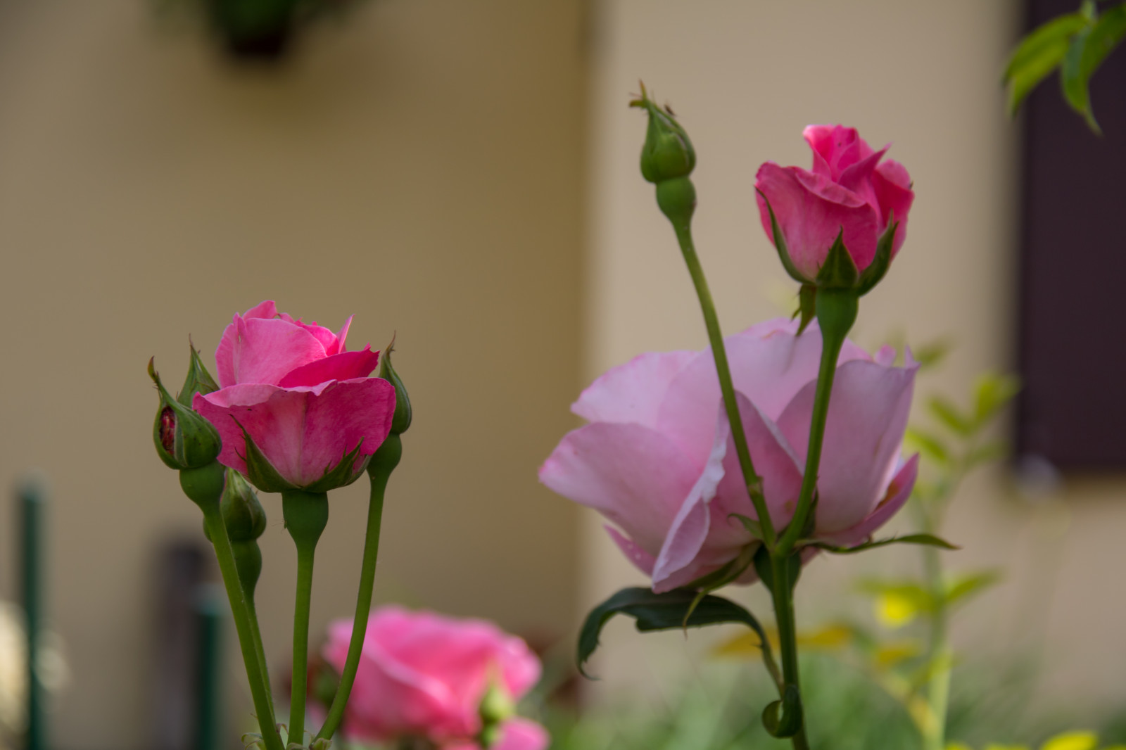 Wallpaper : red, green, Germany, blossom, Ros, pink, Berlin, flora ...