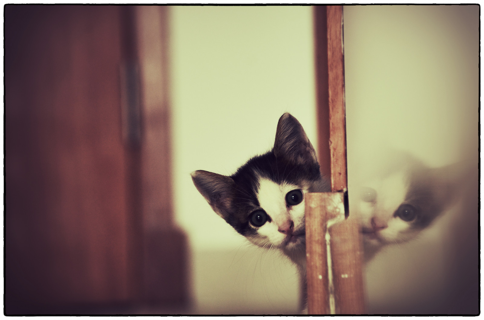 Hình nền : con mèo, Gato, Reflejo, Felino, Minino, franciscoprato ...