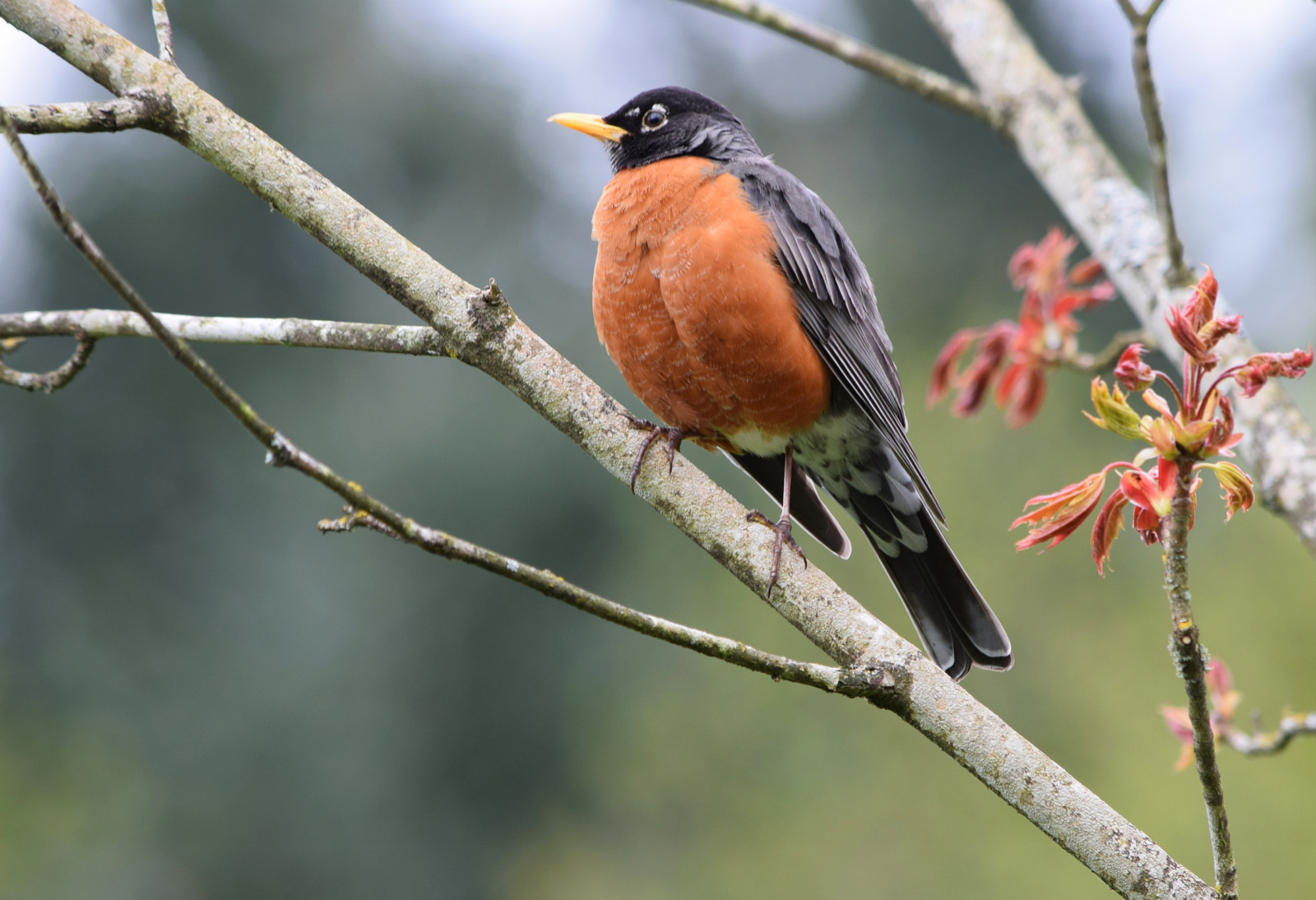 Wallpaper : fauna, beak, robin, old world flycatcher, branch, twig ...