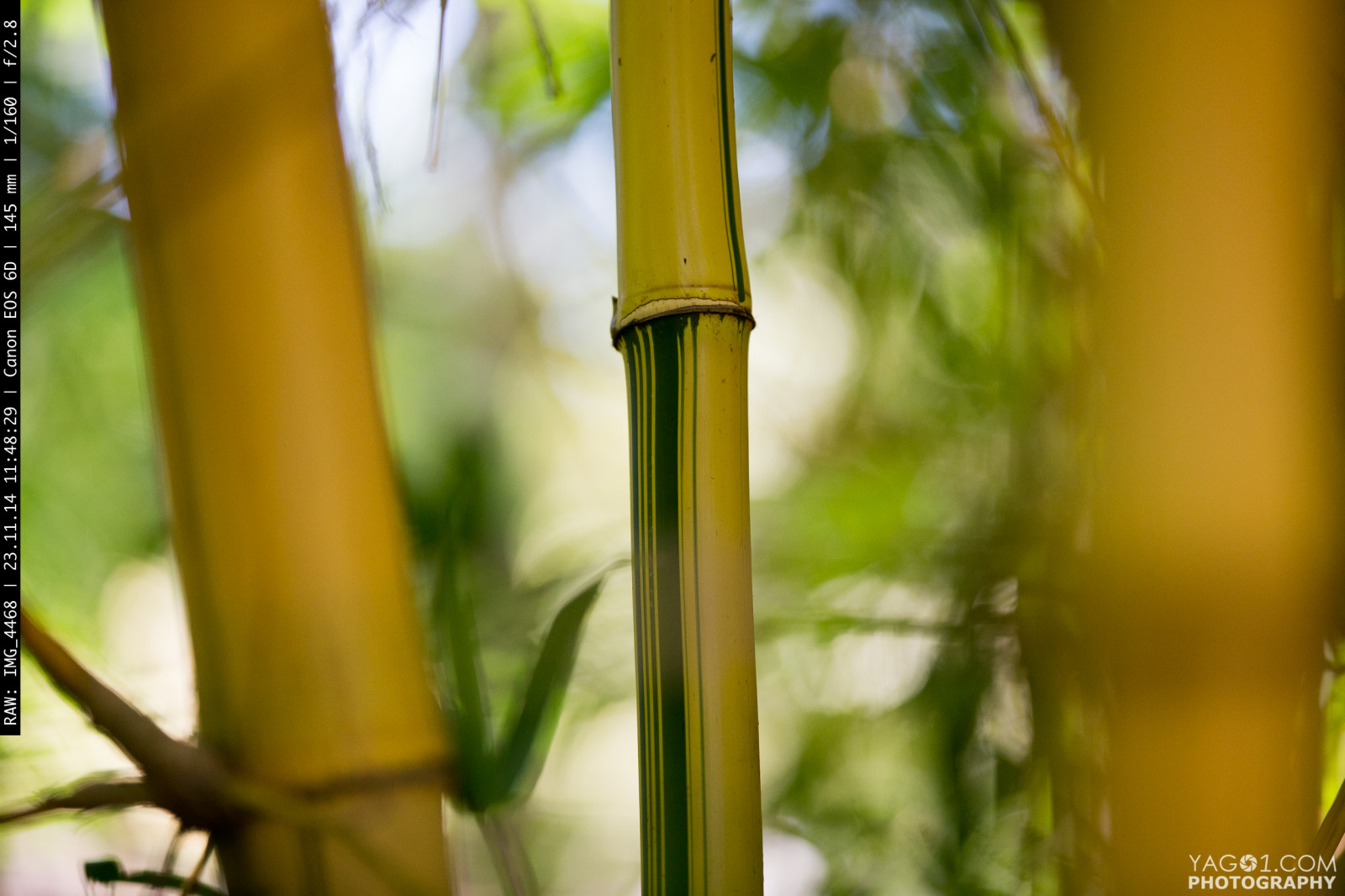 Wallpaper : southamerica, Canon, bamboo, paraguay, bambu, independencia ...