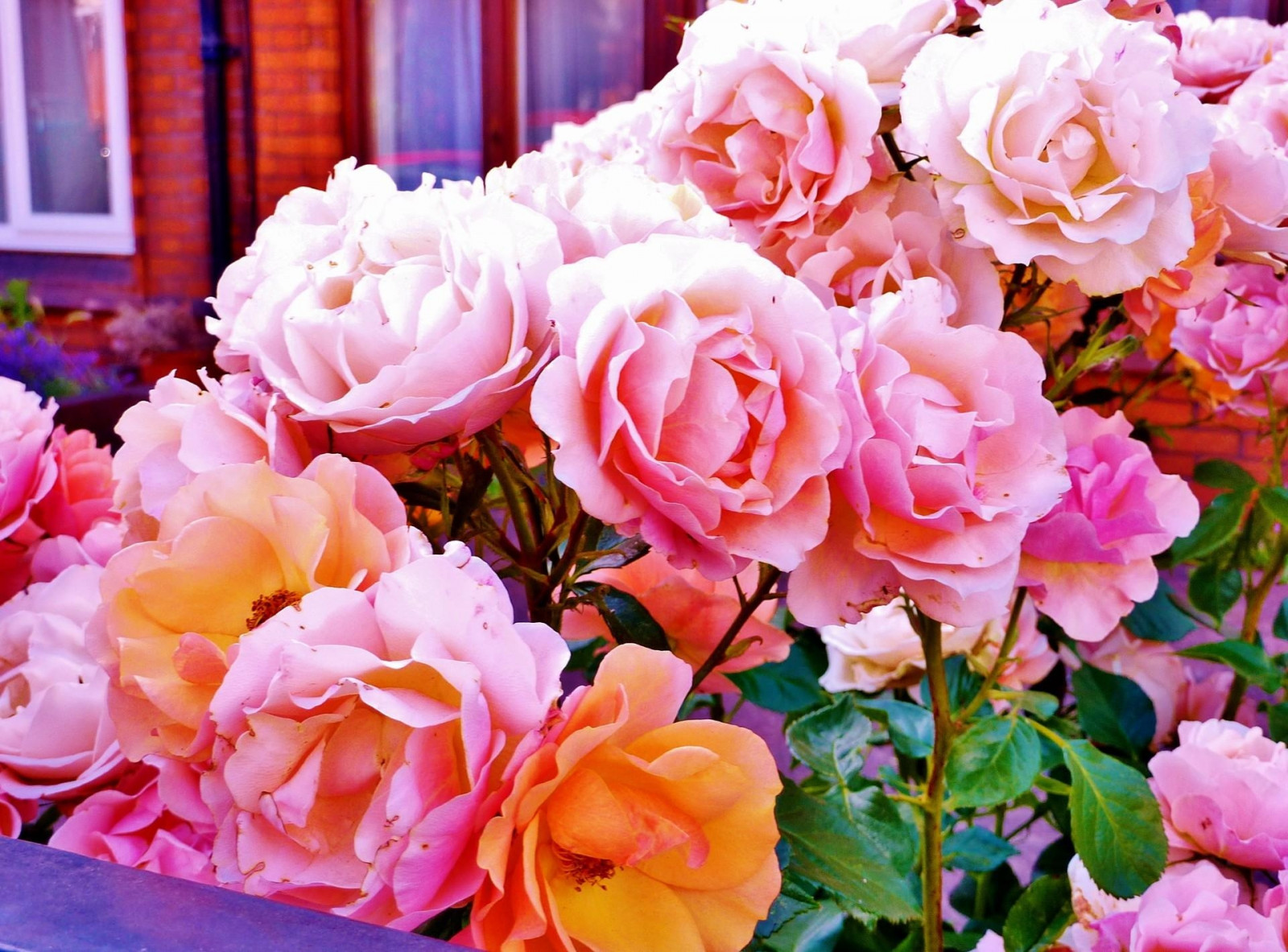 Wallpaper : roses, flowers, loose, petals, garden 1920x1420 ...