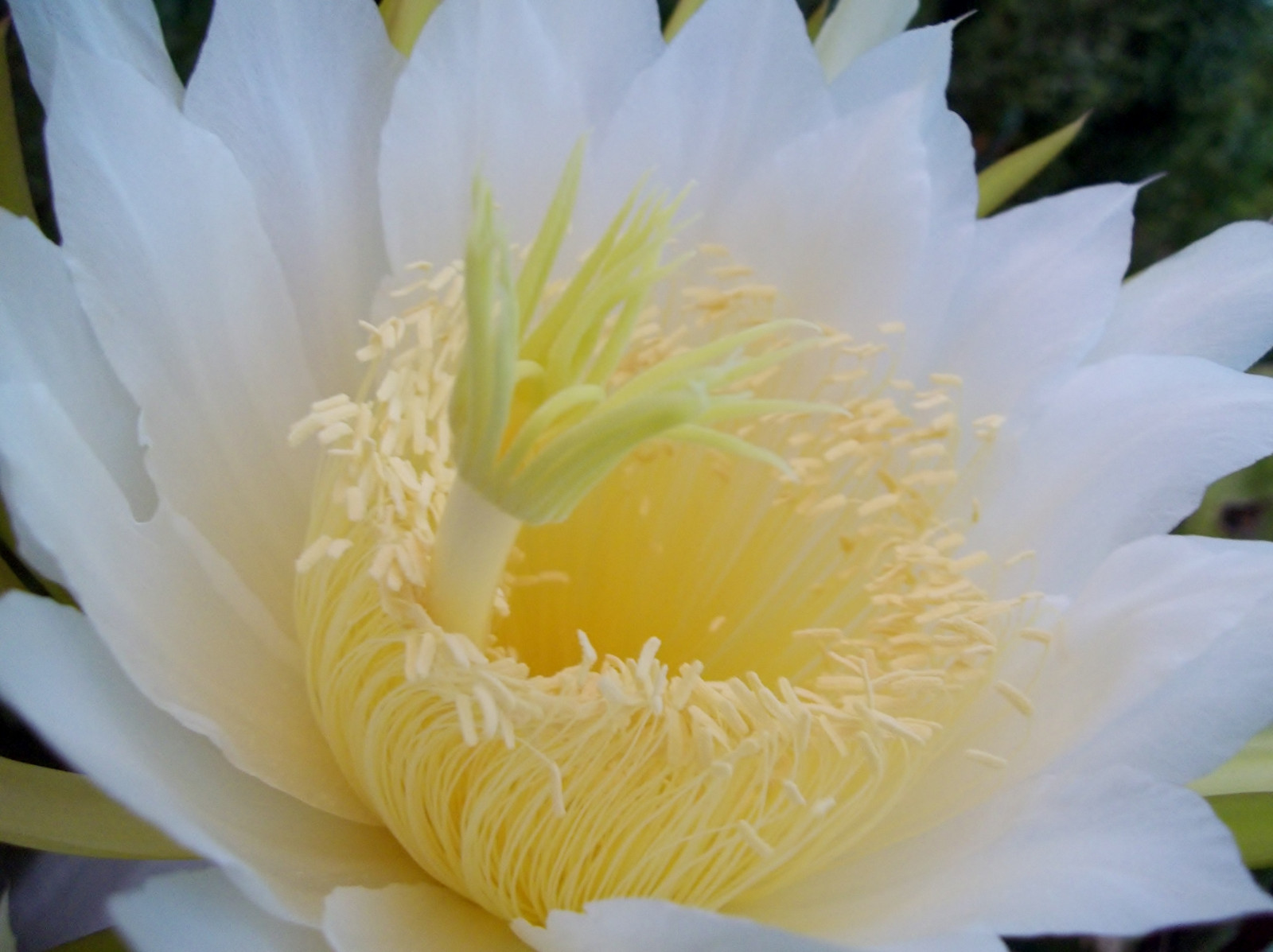 Bakgrundsbilder : natur, gul, vita blommor, blomma, flora, kronblad ...