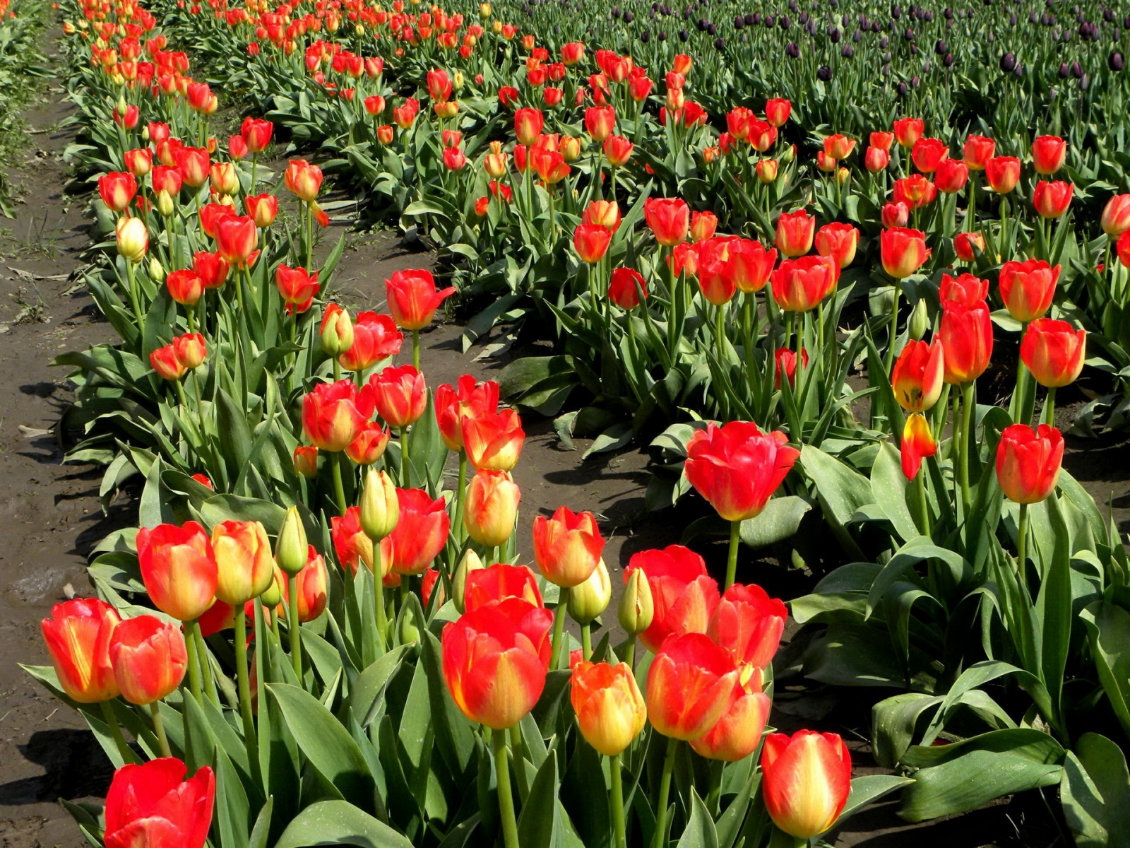 Spring Rows Flowers