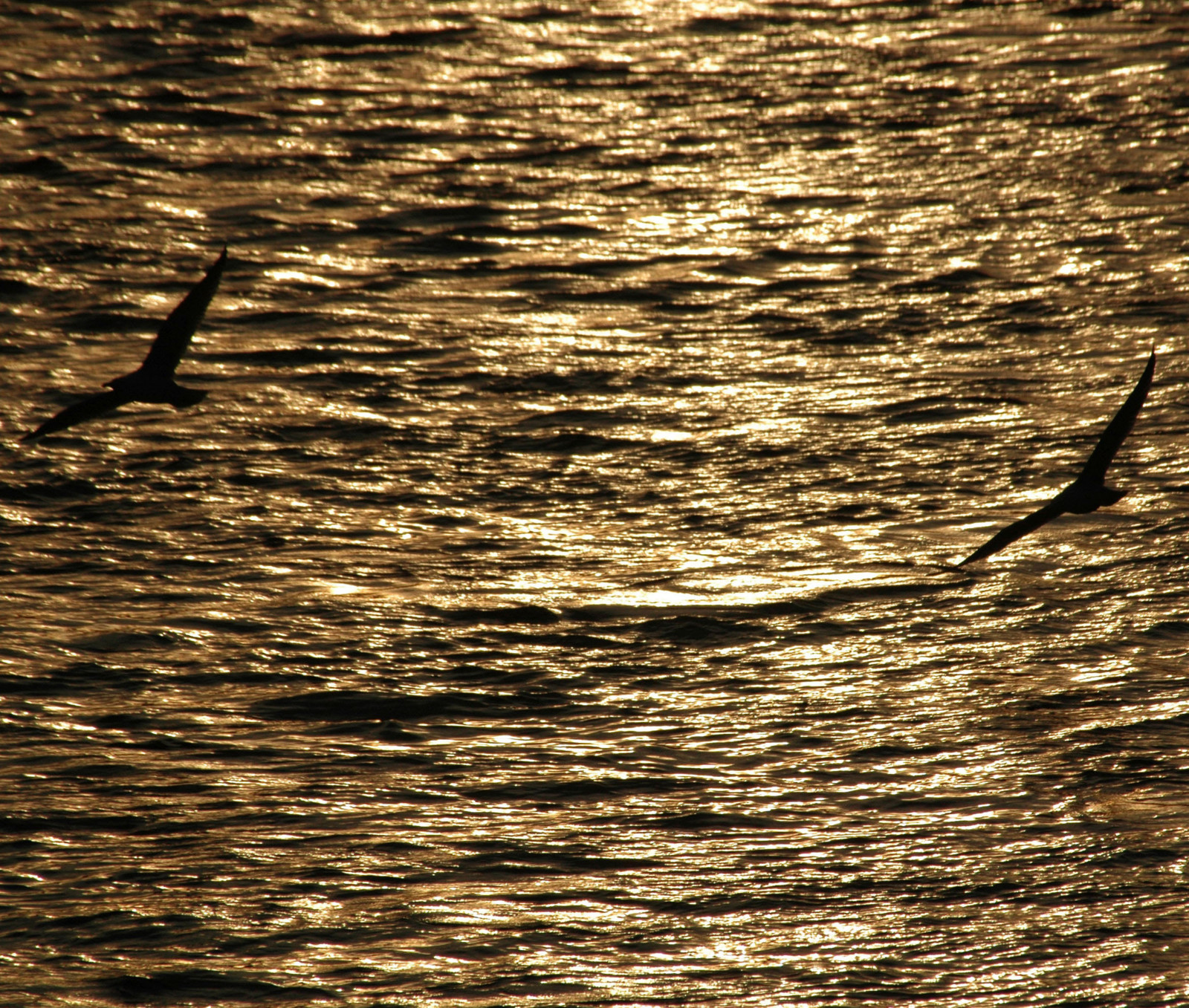 Wallpaper : sunlight, sunset, water, reflection, sky, wood, Sun ...