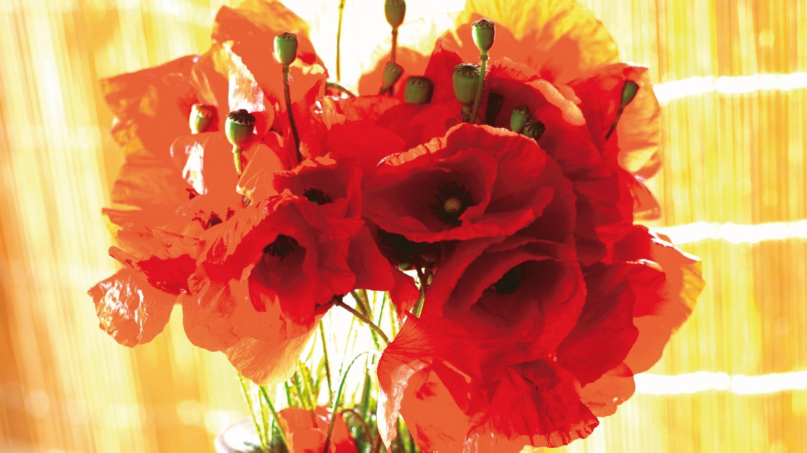 Wallpaper : 1920x1080 px, bunga-bunga, poppies, bunga merah 1920x1080 ...