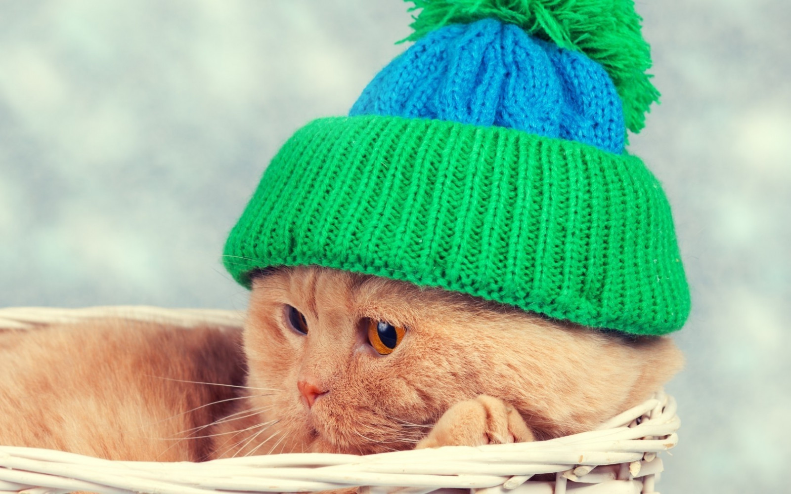 Wallpaper : cat, hat, green, clothing, cap, 1680x1050 px 1680x1050 ...