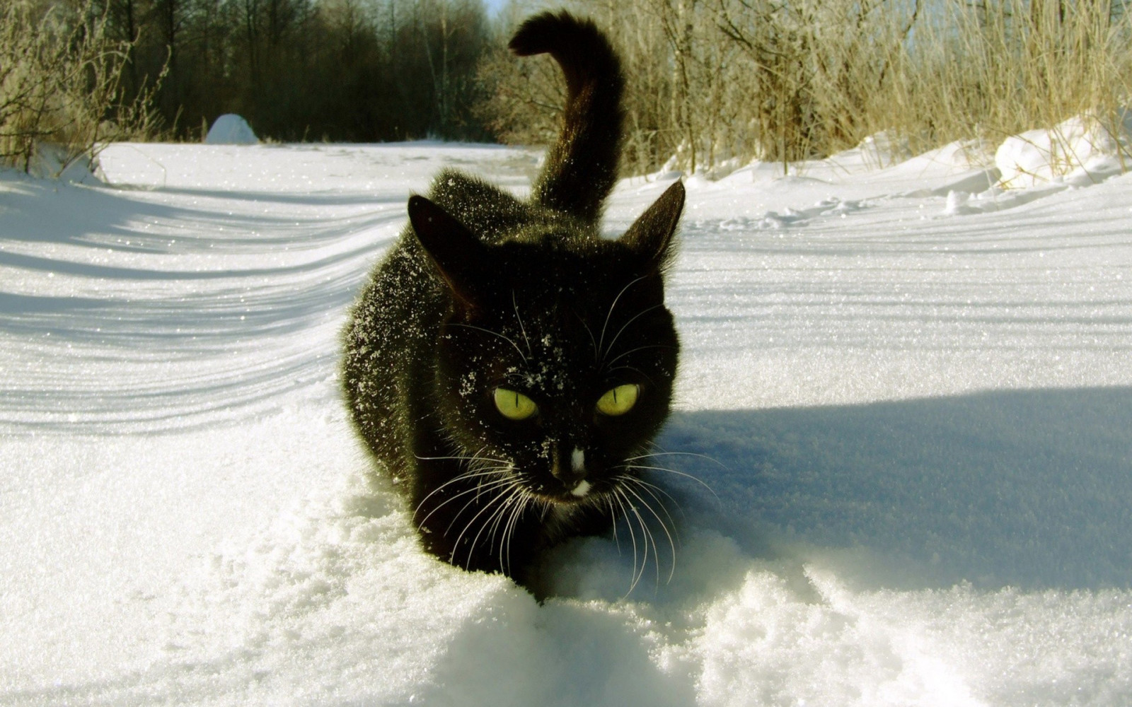 Wallpaper : kucing, salju 1920x1200 - brianthedoon - 1157633 - HD ...