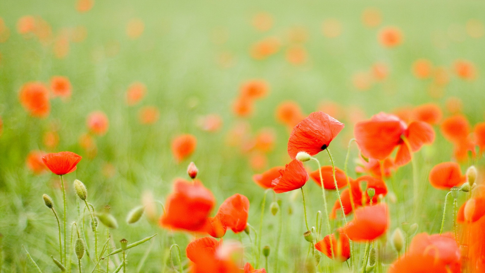 Hình nền : cánh đồng, Hoa màu đỏ, Cây anh túc, Đồng cỏ, thực vật, Hệ ...