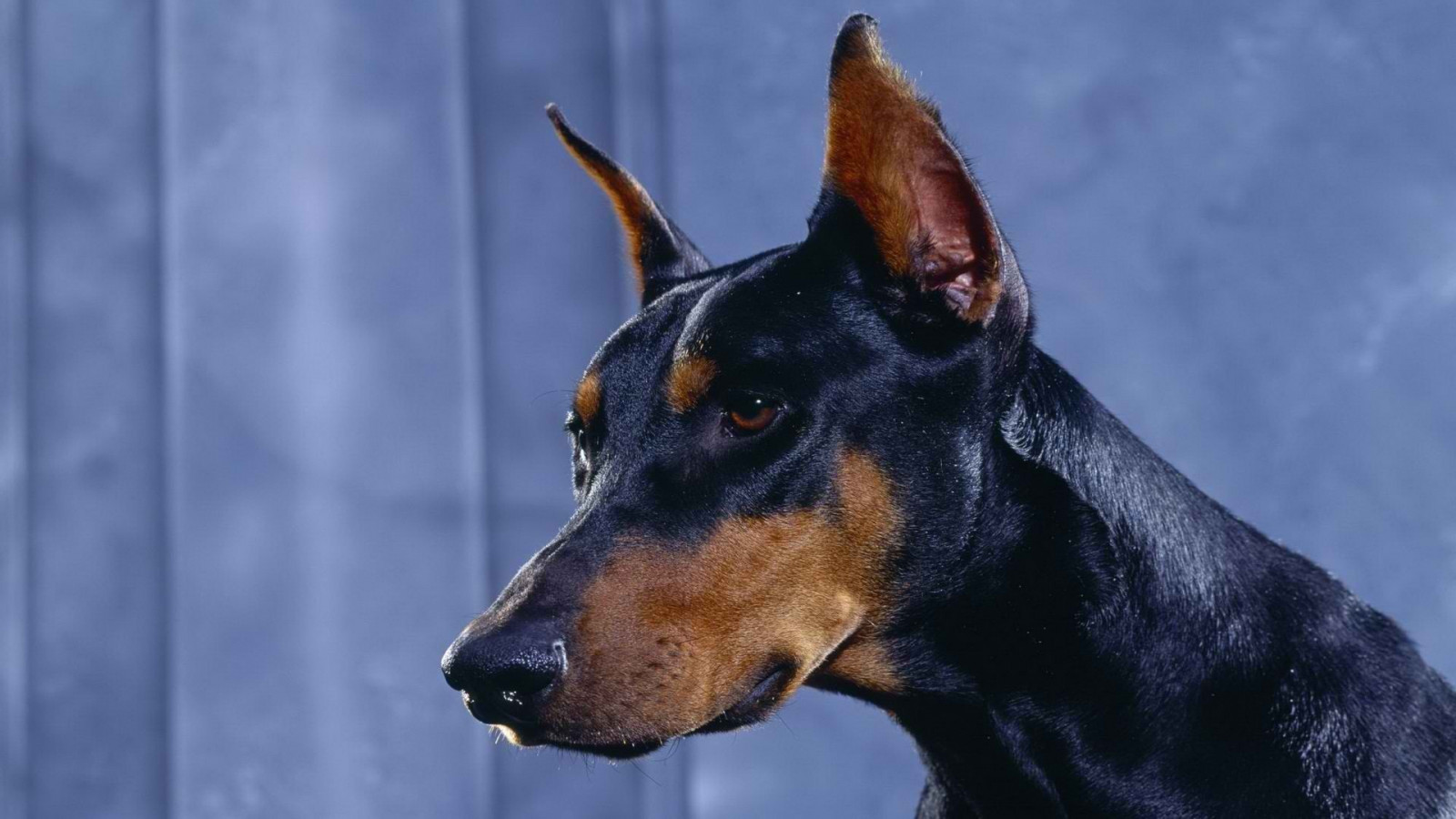 Obrázky na plochu : 1920x1080 px, zver, doberman, psi, pinč 1920x1080 ...