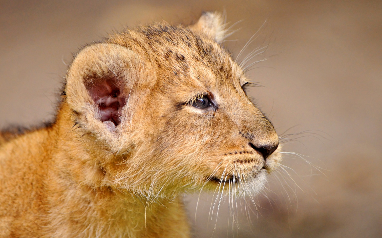 Wallpaper : anak singa, moncong, baik 2560x1600 - goodfon - 1077874 ...
