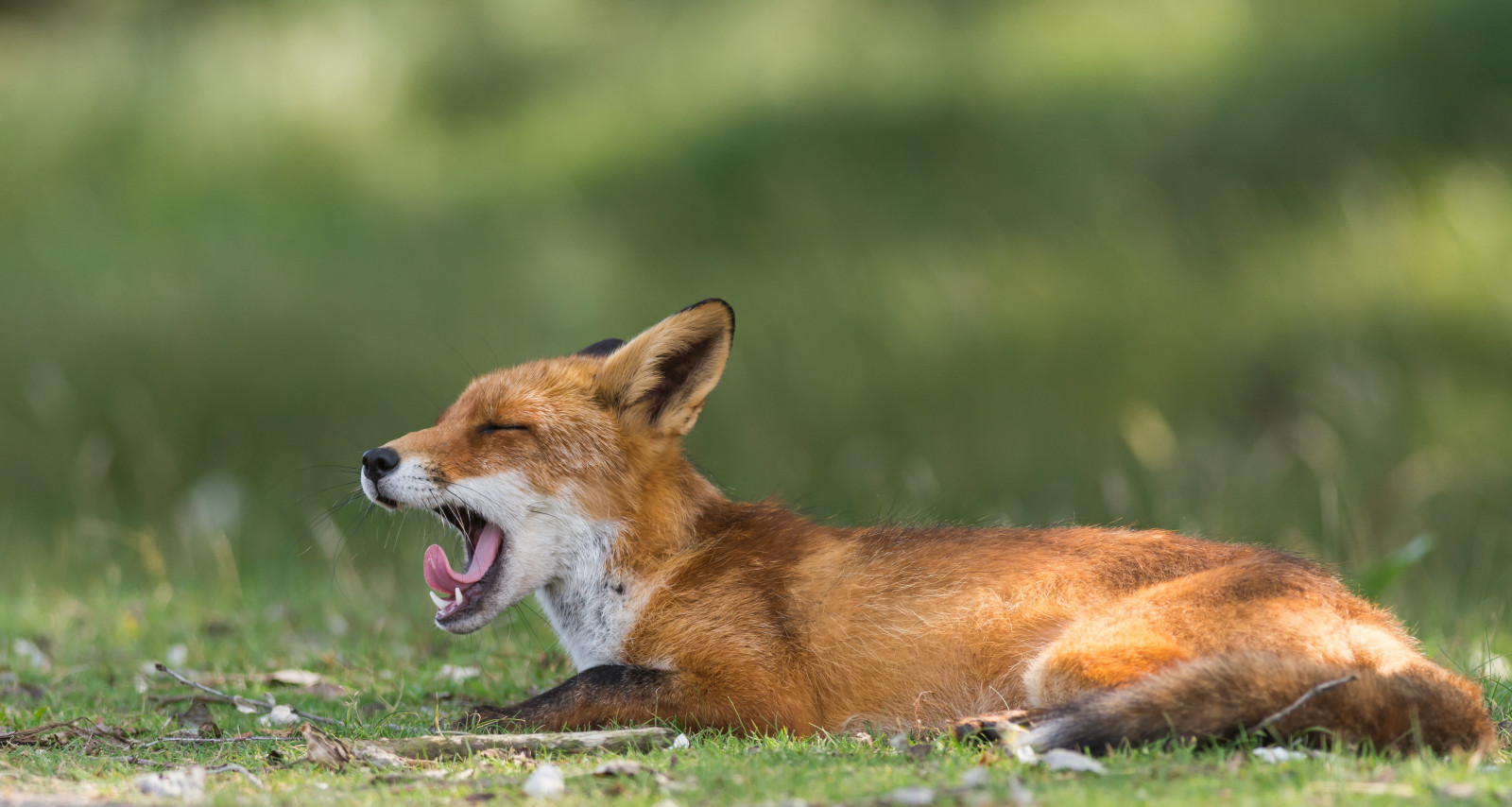 Baggrunde : Ræv, dyreliv, rød ræv, fauna, pattedyr, kitræv, græs, dhole ...