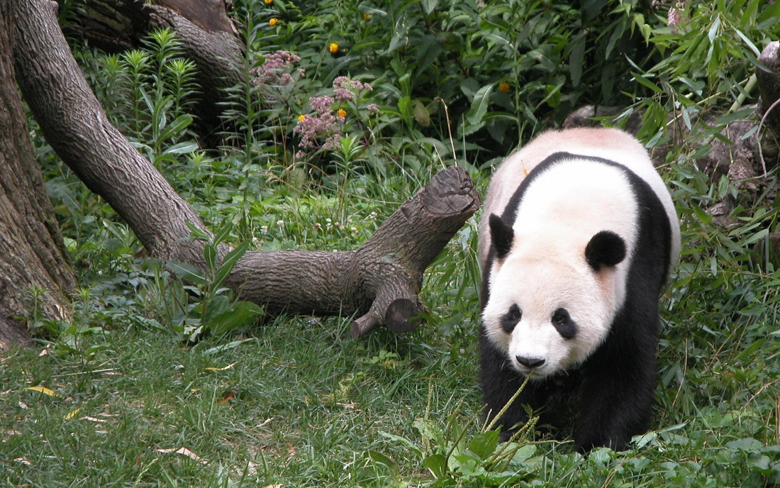 Wallpaper : panda, grass, tree, walk 1920x1200 - wallpaperUp - 668072 ...