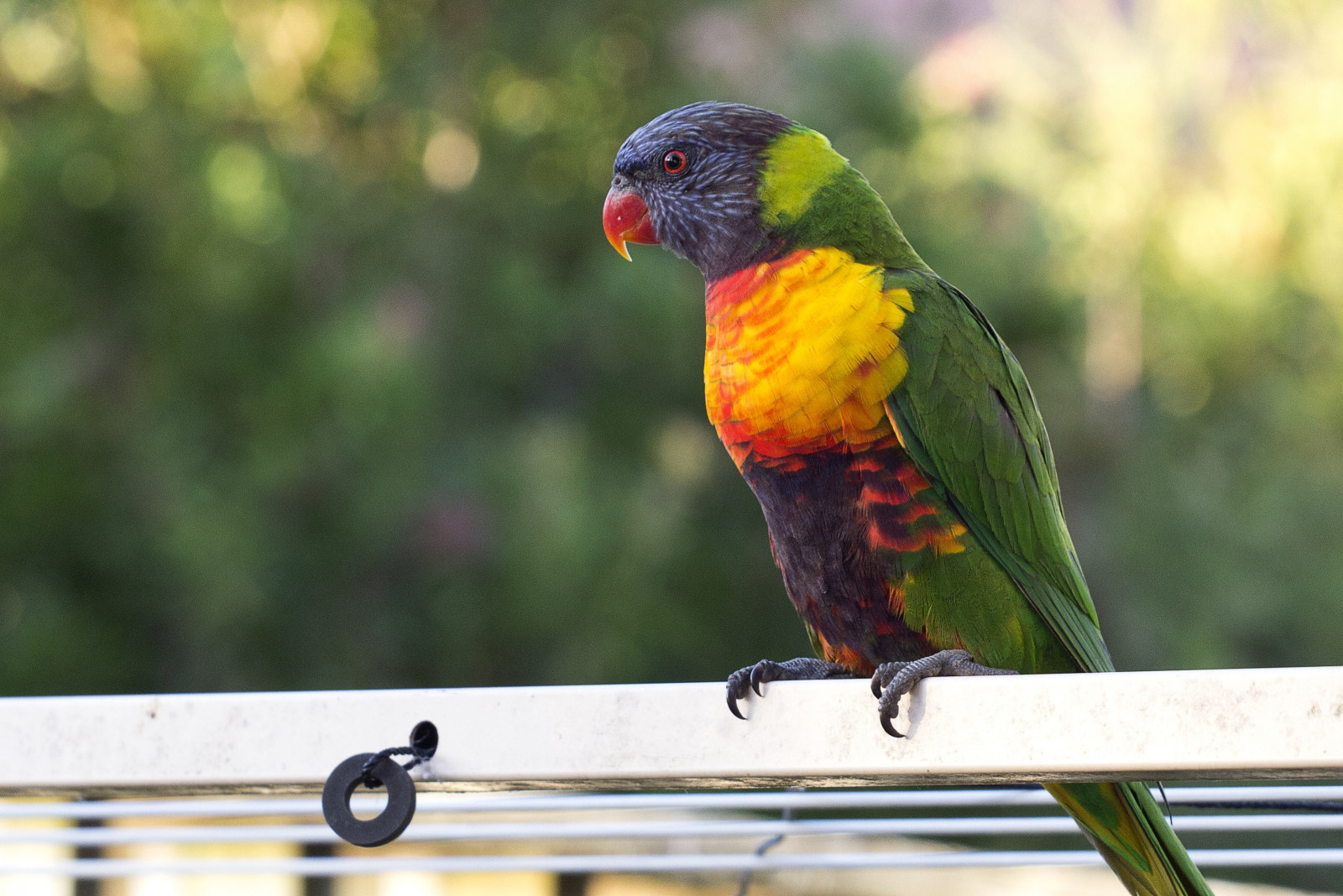 Wallpaper : parrot, bird, multicolored 3193x2133 - wallhaven - 988676 ...