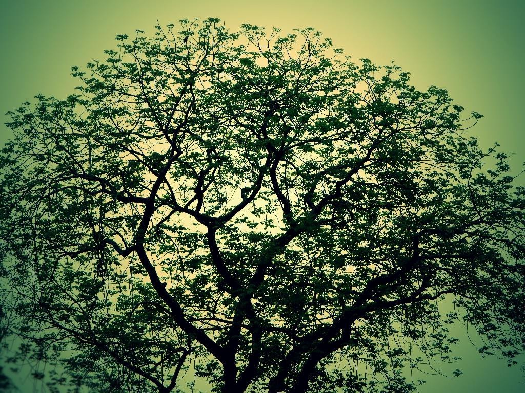 Wallpaper : 1024x768 px, nature, trees 1024x768 - - 646187 - HD ...