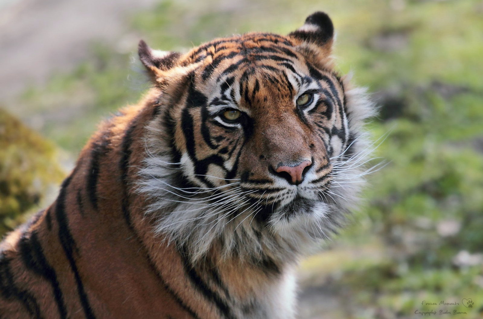 Wallpaper : animals, grass, tiger, wildlife, big cats, Zoo, whiskers ...