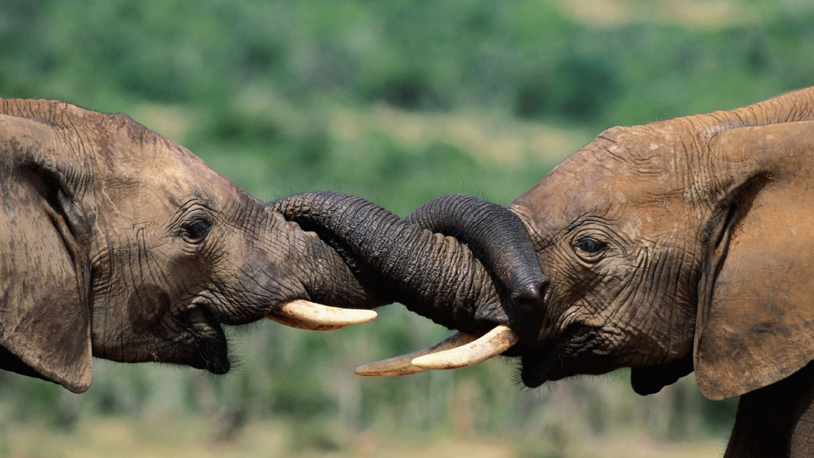 Baggrunde : græs, dyreliv, baby dyr, stødtand, Safari, fauna, pattedyr ...