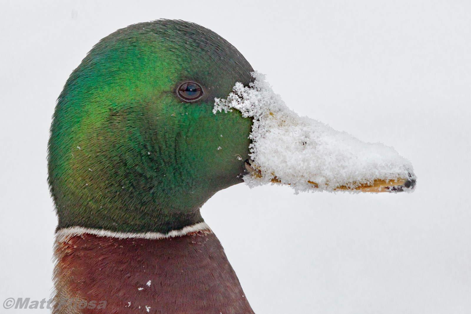 Fondos de pantalla : retrato, pico, pato real, pájaro, Canon7dmarkii ...