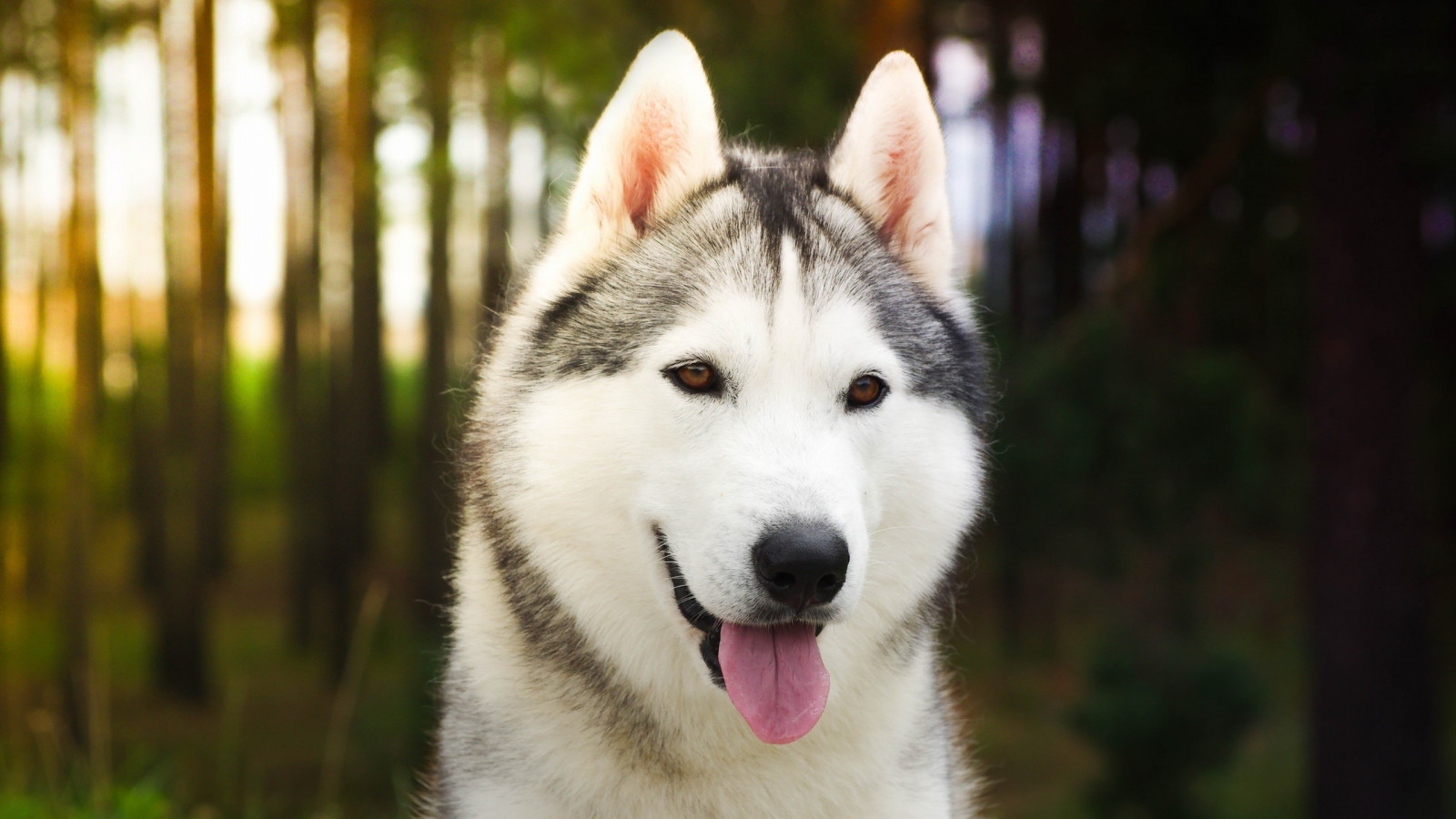 Wallpaper : 2560x1440 px, hewan, anjing 2560x1440 - wallpaperUp ...