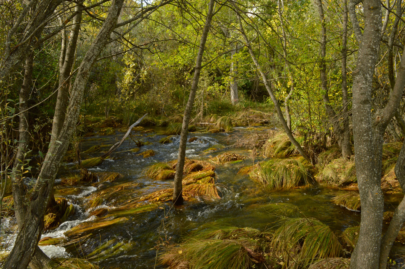 Wallpaper : woodland, nature reserve, ecosystem, vegetation, wilderness ...