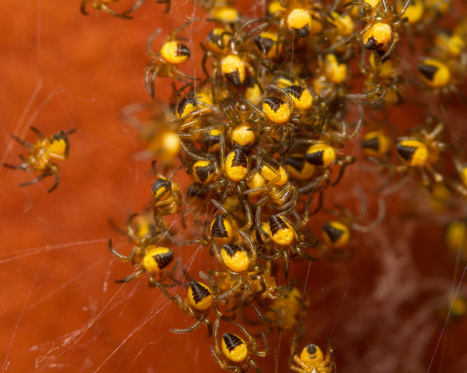 Imagini de fundal : nevertebrat, macro fotografie, insectă, membrană ...
