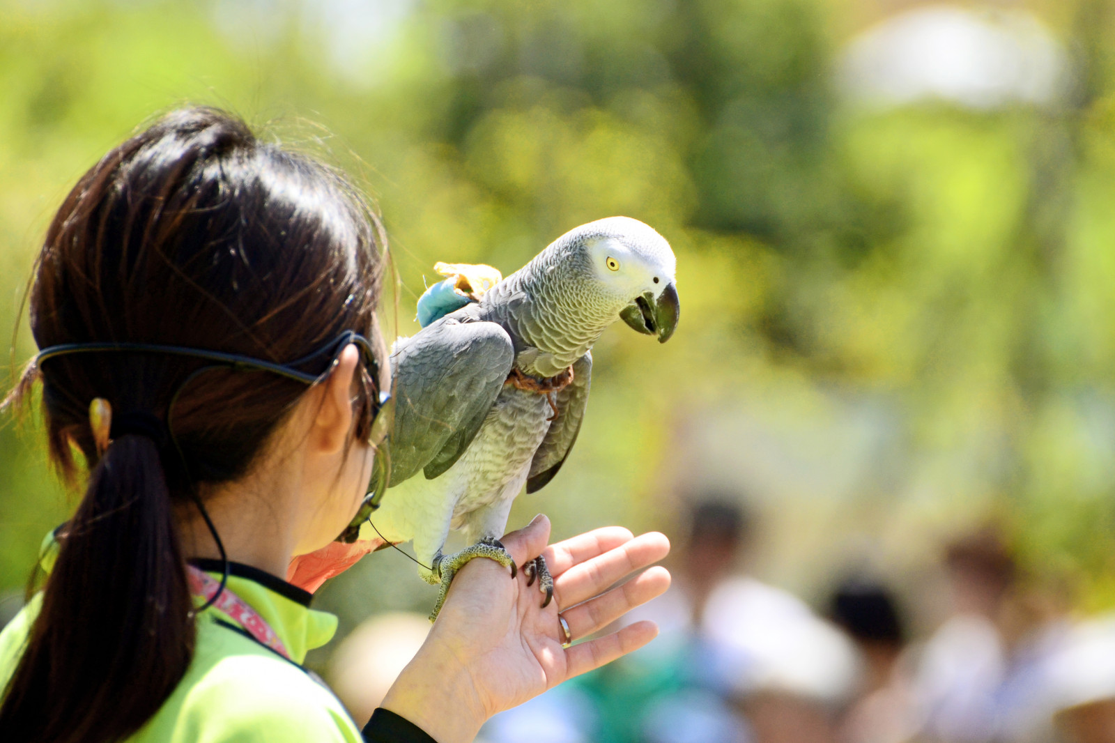 Wallpaper : park, bird, animal, Japan, Zoo, photo, spring, Nikon ...