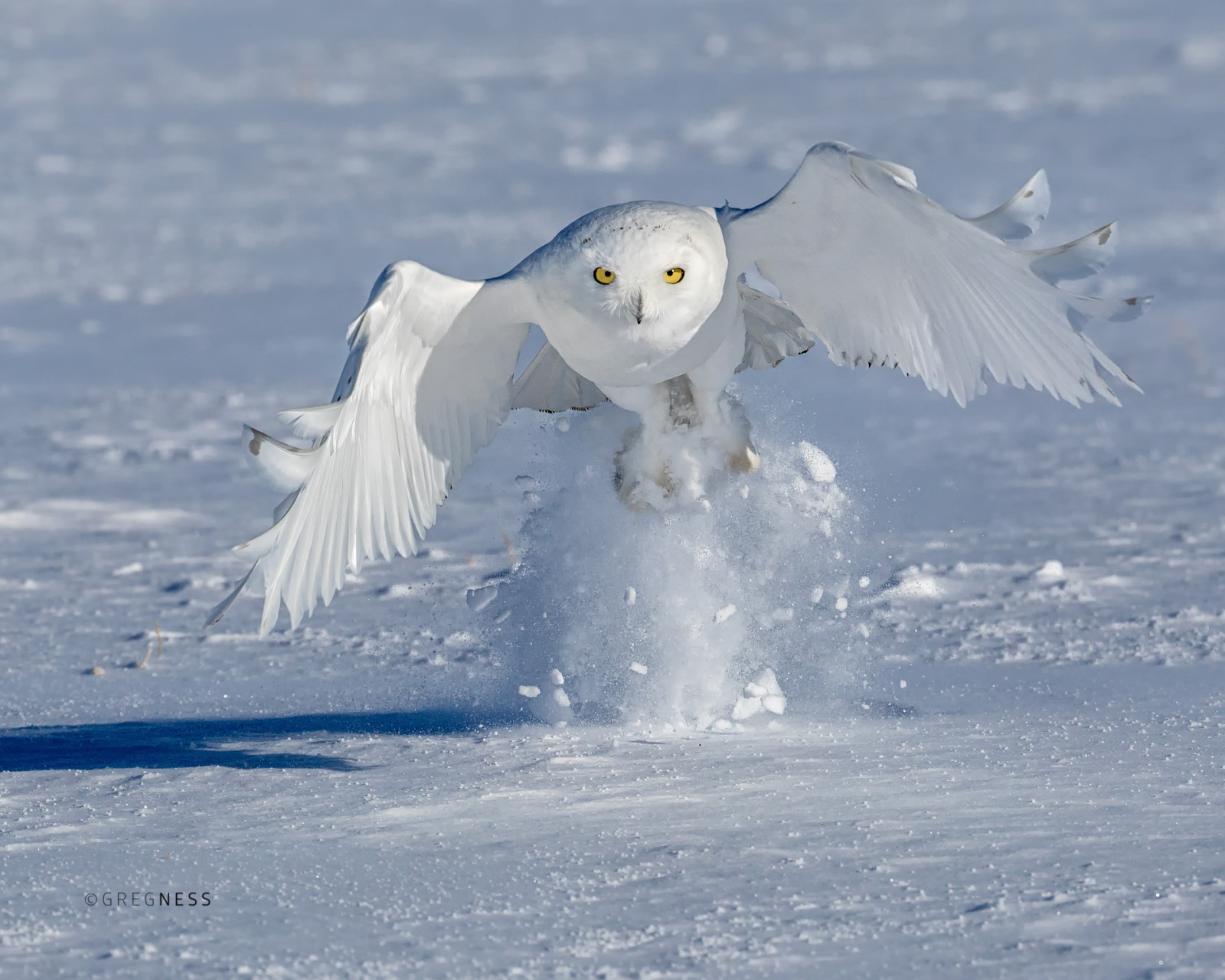 Wallpaper : Canada, Saskatchewan, owl, snowyowl, raptor, predator ...