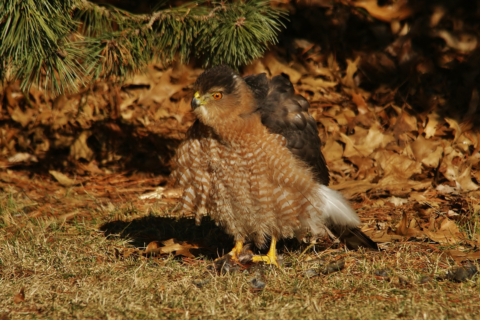 วอลเปเปอร์ : สัตว์ป่า, ปาก, เหยี่ยว, Falcon, สิ่งมีชีวิต, นกล่าเหยื่อ ...