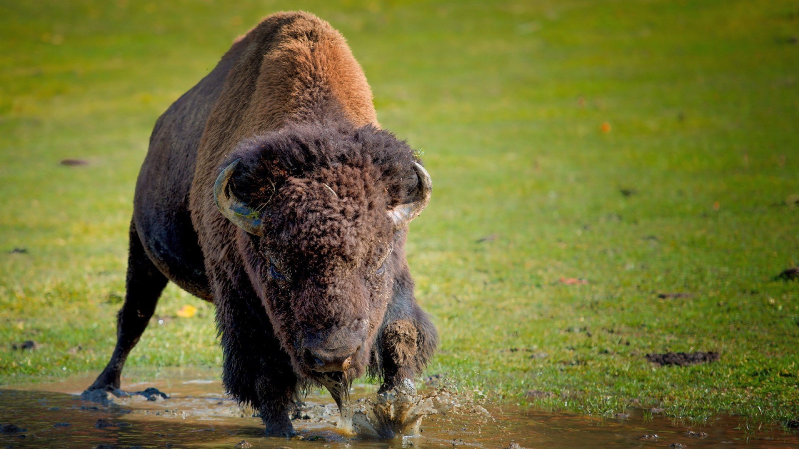 배경 화면 : 1920x1080px, 물소 1920x1080 - CoolWallpapers - 1408367 - 배경 화면 ...