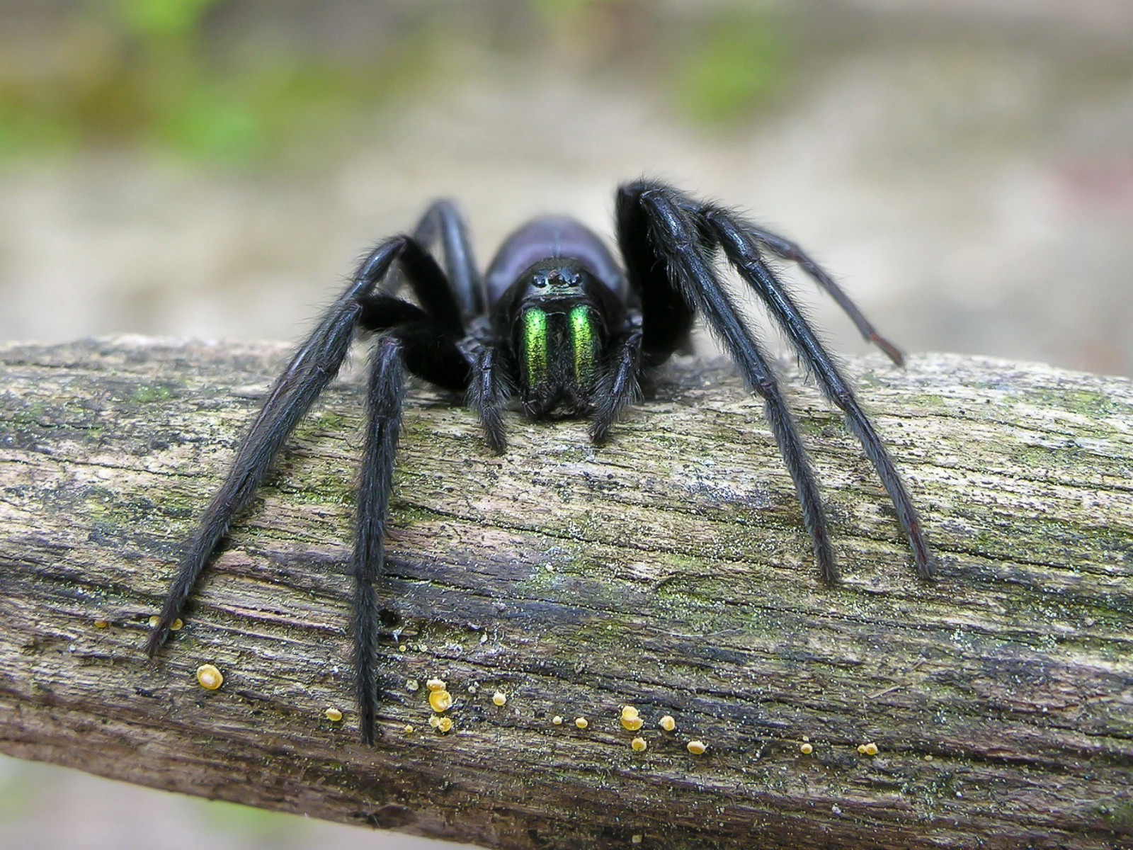 Wallpaper : animals, nature, insect, green, wildlife, spider, tarantula ...