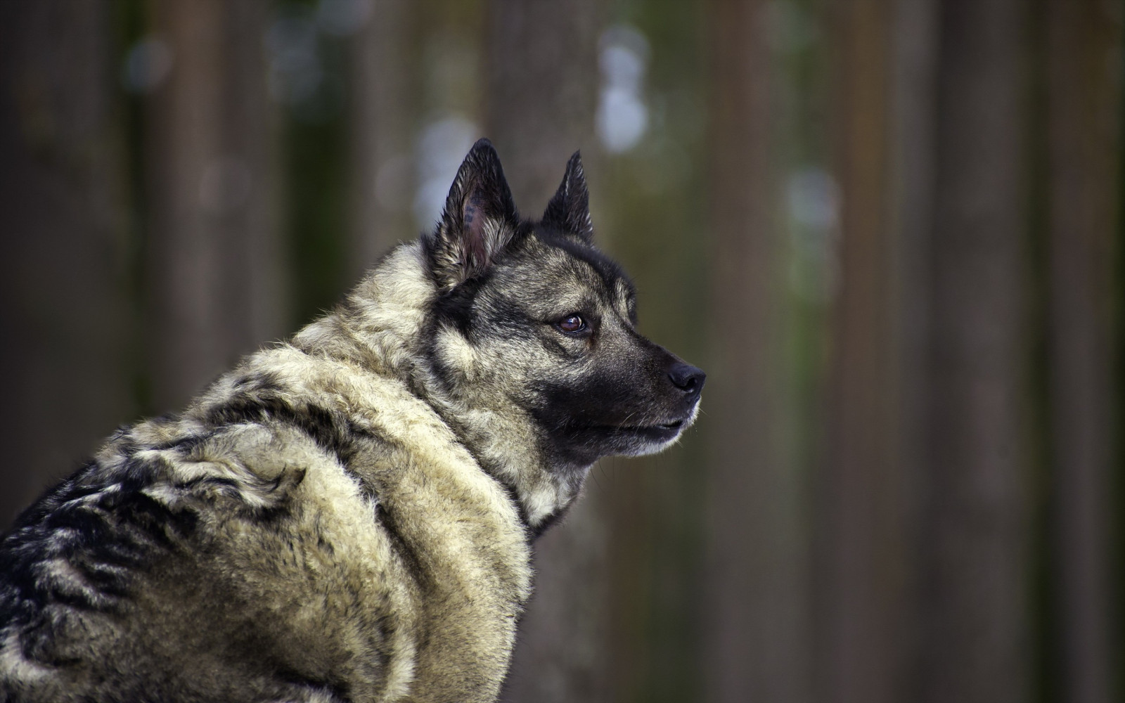 Bakgrundsbilder : 2560x1600 px, djur, Varg 2560x1600 - goodfon ...