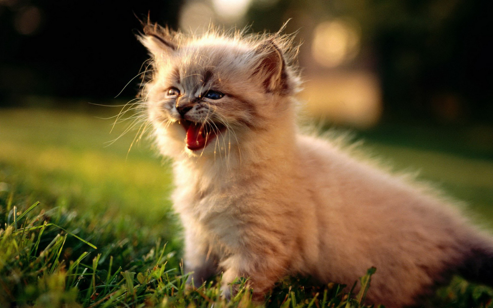 Wallpaper : 1680x1050 px, imut, anak kucing 1680x1050 - goodfon ...