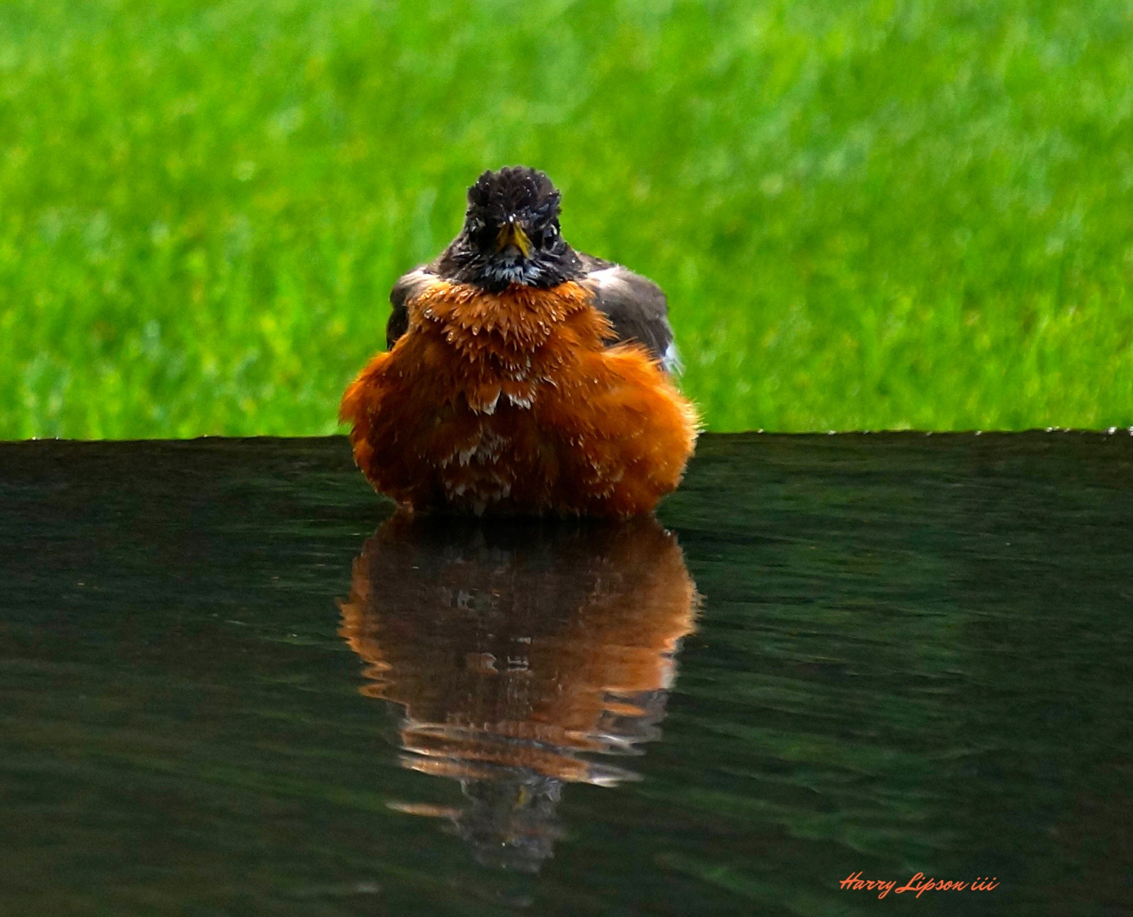 Wallpaper : birds, nature, humor, reflection, feathers, macro, wildlife ...