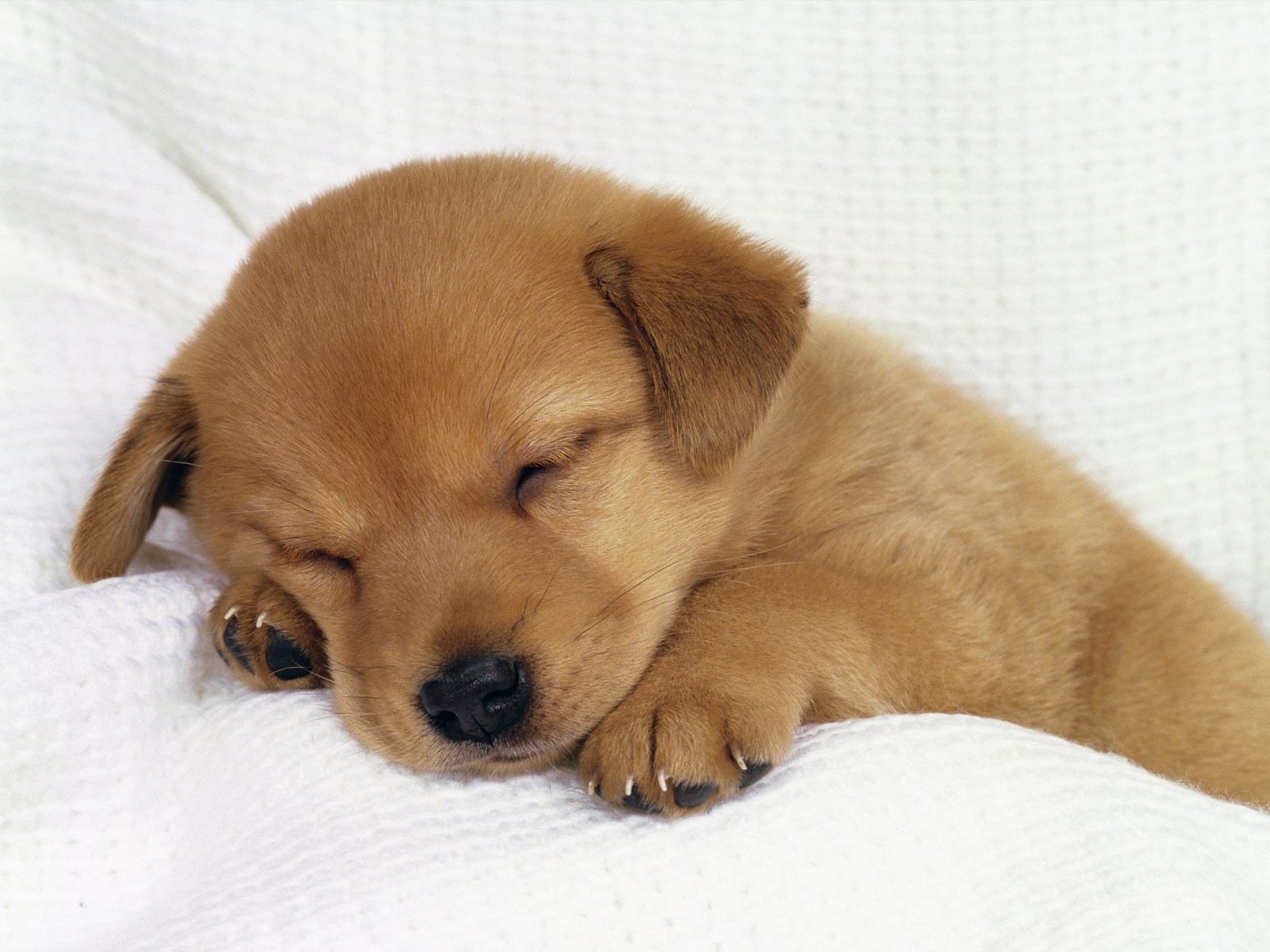 Baggrunde : 1600x1200 px, dyr, hund, hvalpe 1600x1200 - - 750532 ...