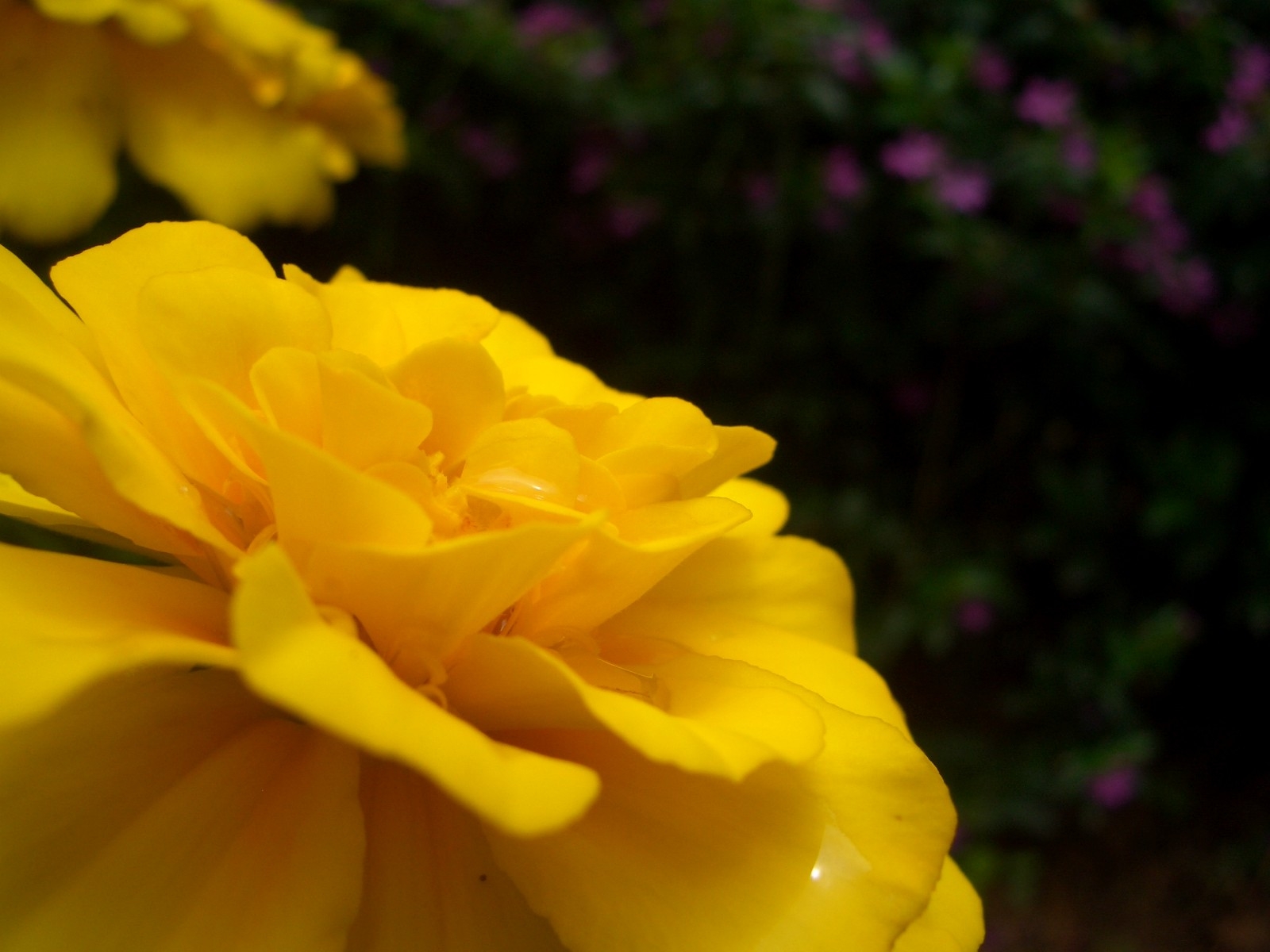Wallpaper : yellow, petals, blossom, flower, flora, petal, land plant ...