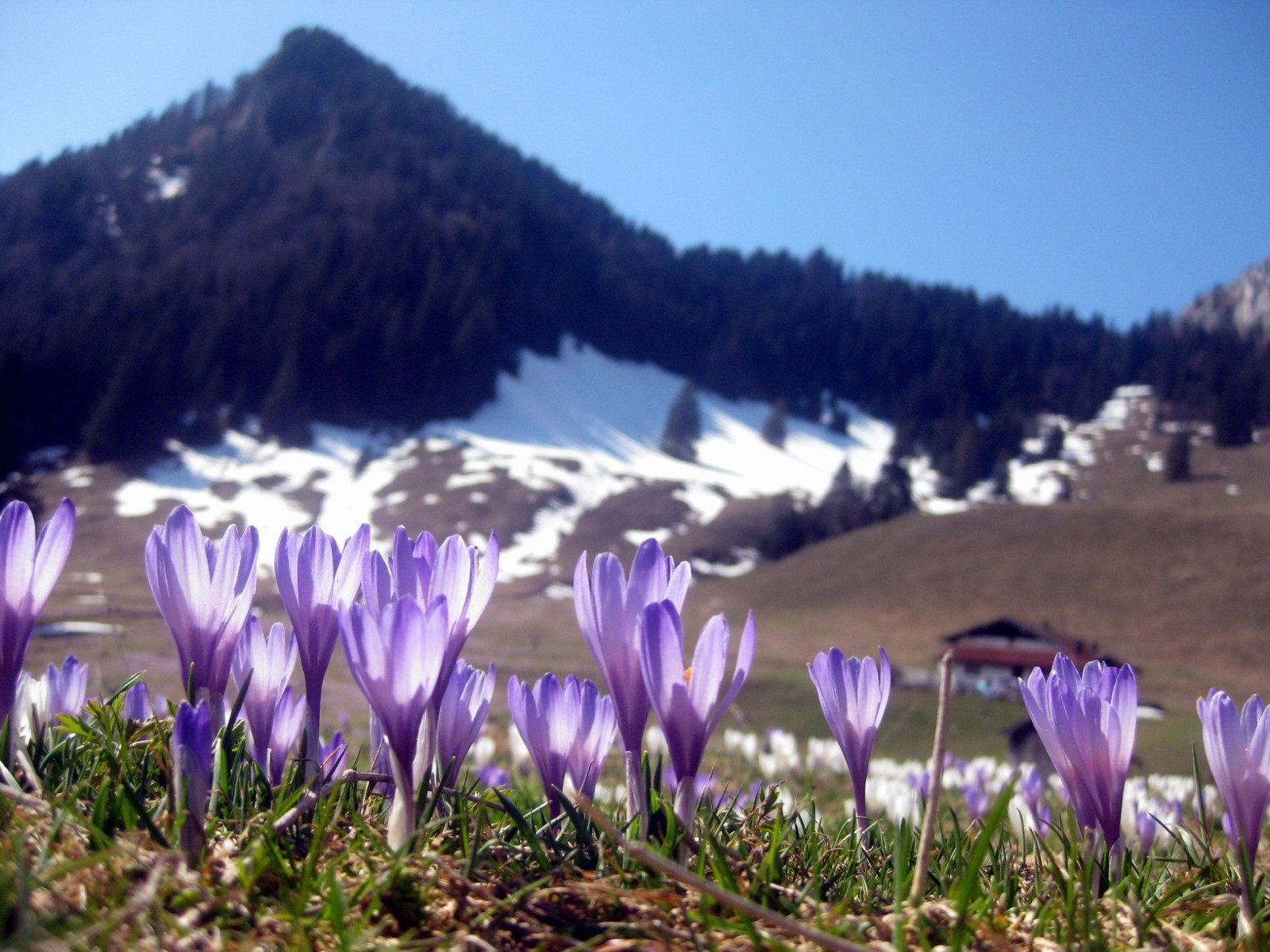 Wallpaper : flowers, flower, nature, berg, Germany, landscape, bayern ...