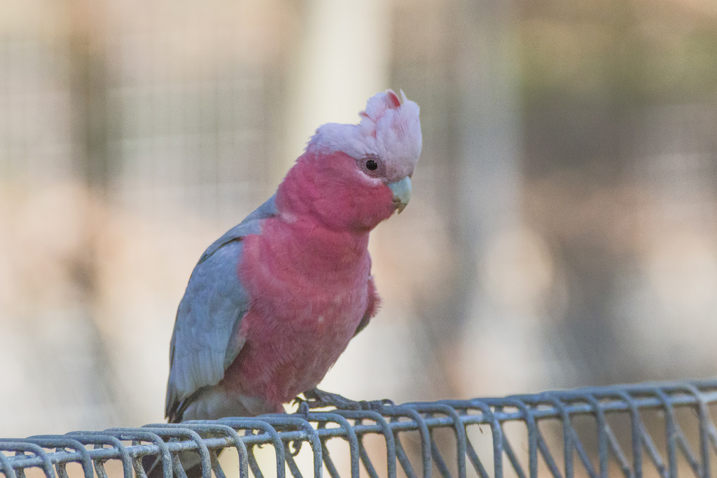 Fond d'écran : perroquet, clôture, rose, le bec, australien, oiseau ...