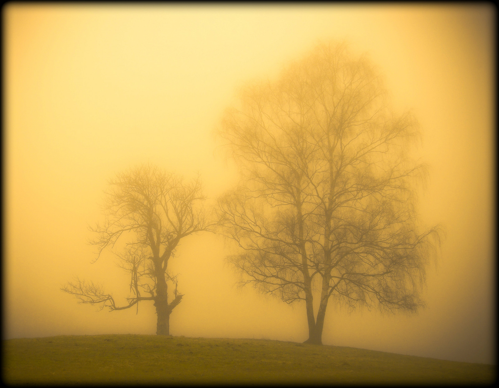 Bakrunner : sollys, solnedgang, natur, gren, soloppgang, kveld, morgen ...